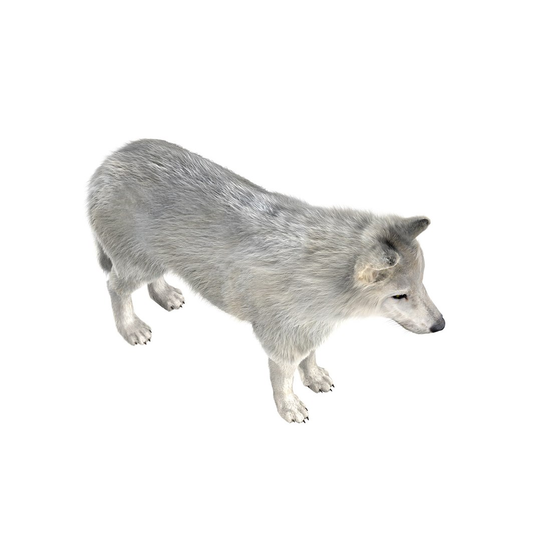 3d Wolves 2 Wolf Model