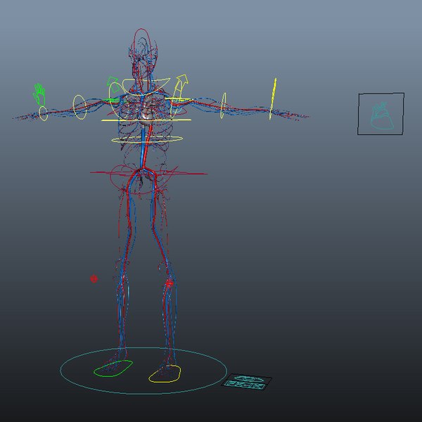 rigged complete male anatomy 3d model