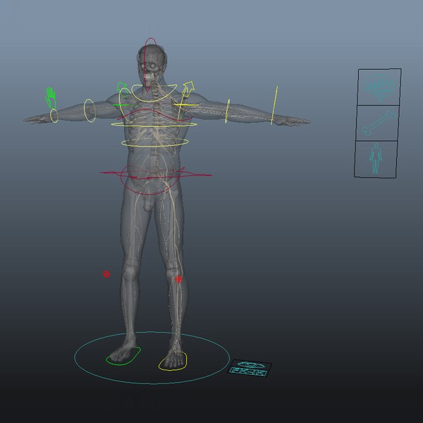 rigged complete male anatomy 3d model