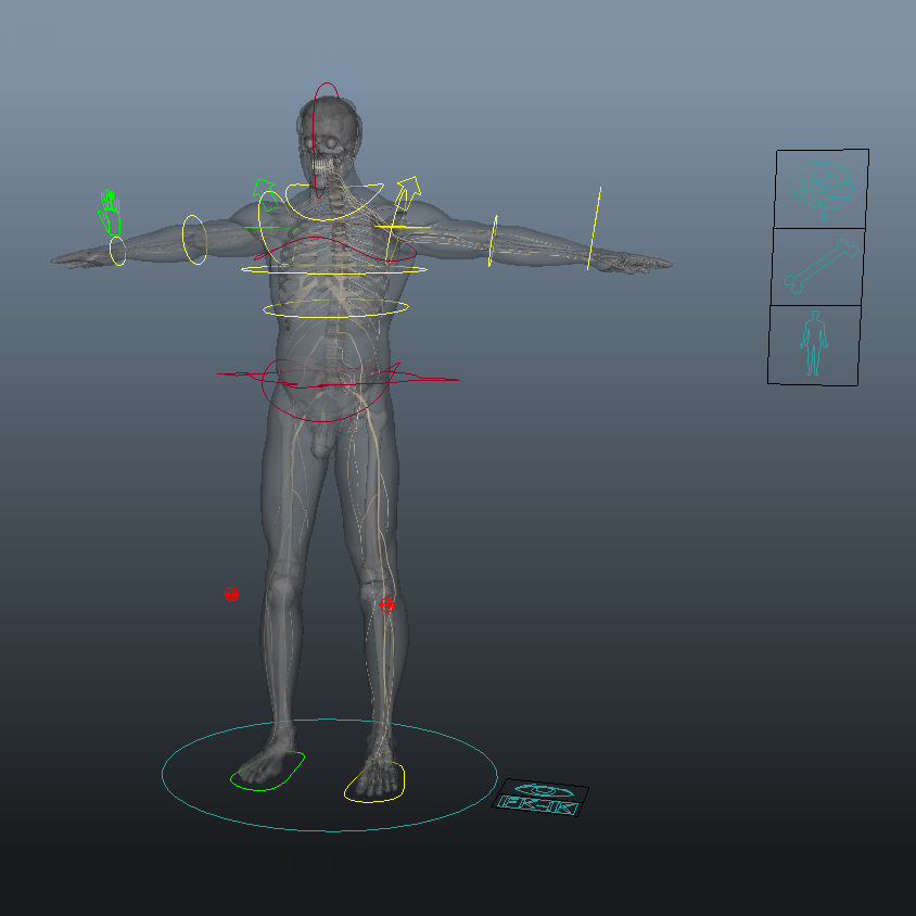rigged complete male anatomy 3d model