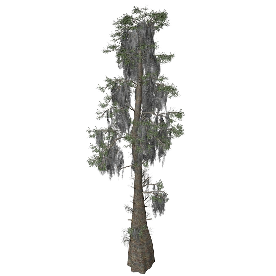 Bald Cypress Tree Collection 3D Model - TurboSquid 2377948