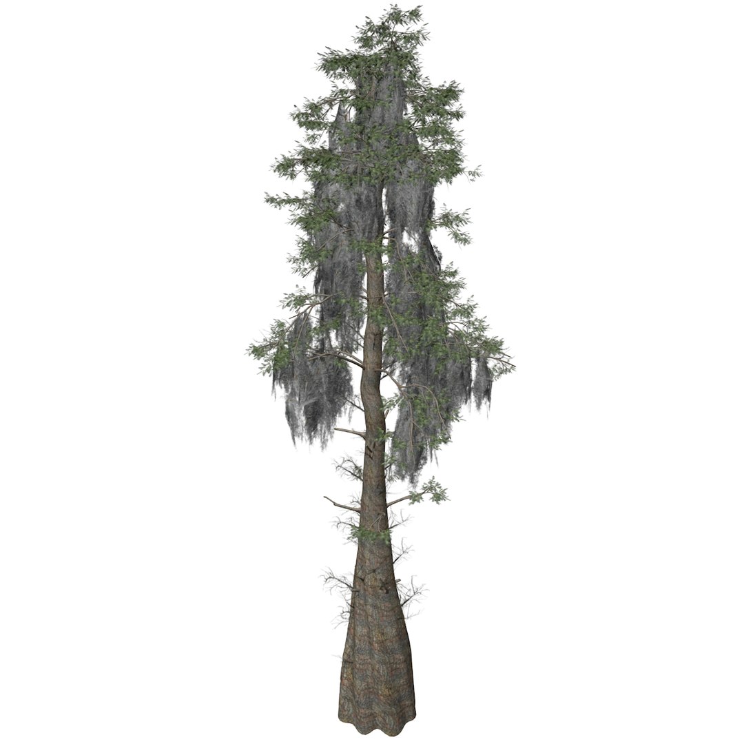 Bald Cypress Tree Collection 3D Model - TurboSquid 2377948