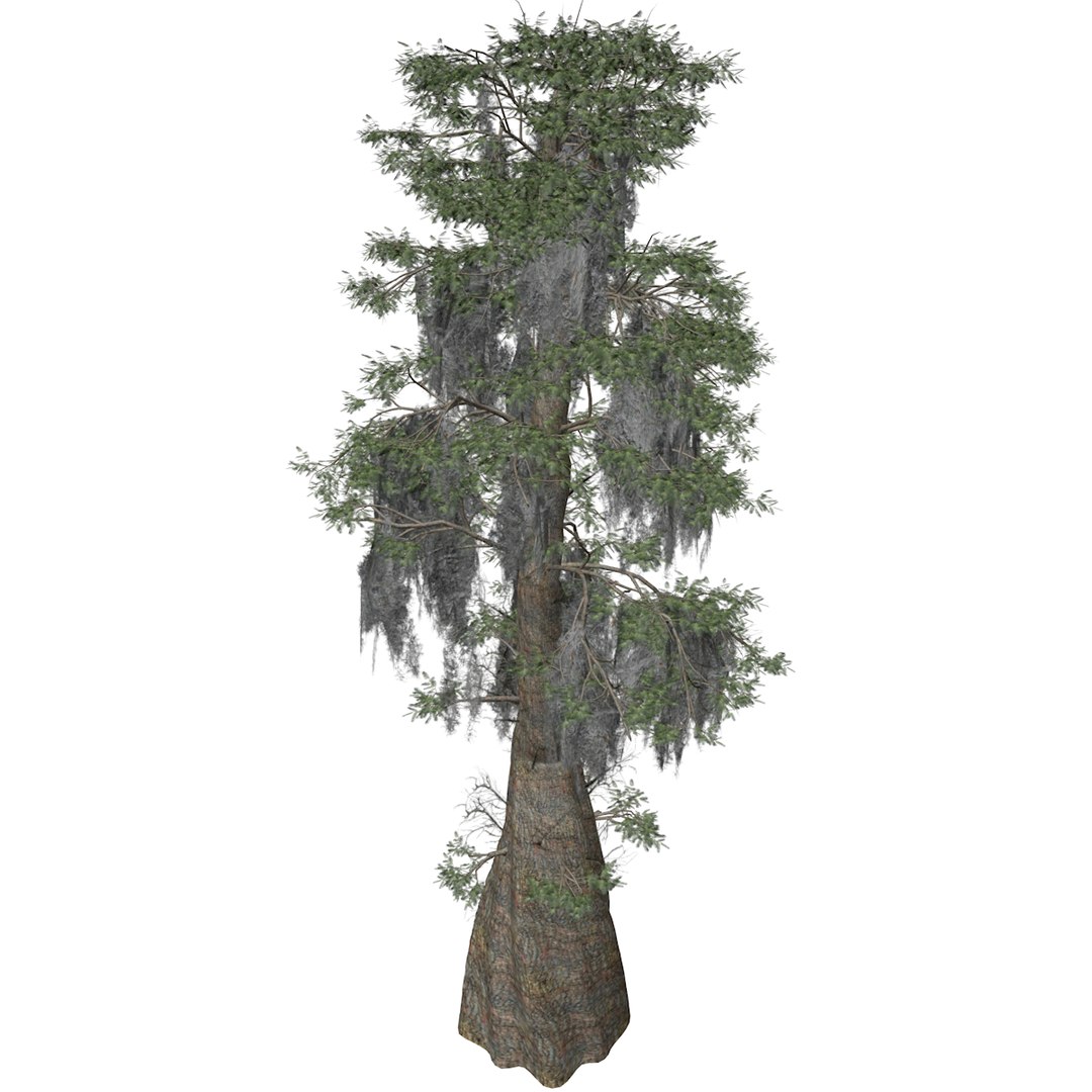 Bald Cypress Tree Collection 3D Model - TurboSquid 2377948