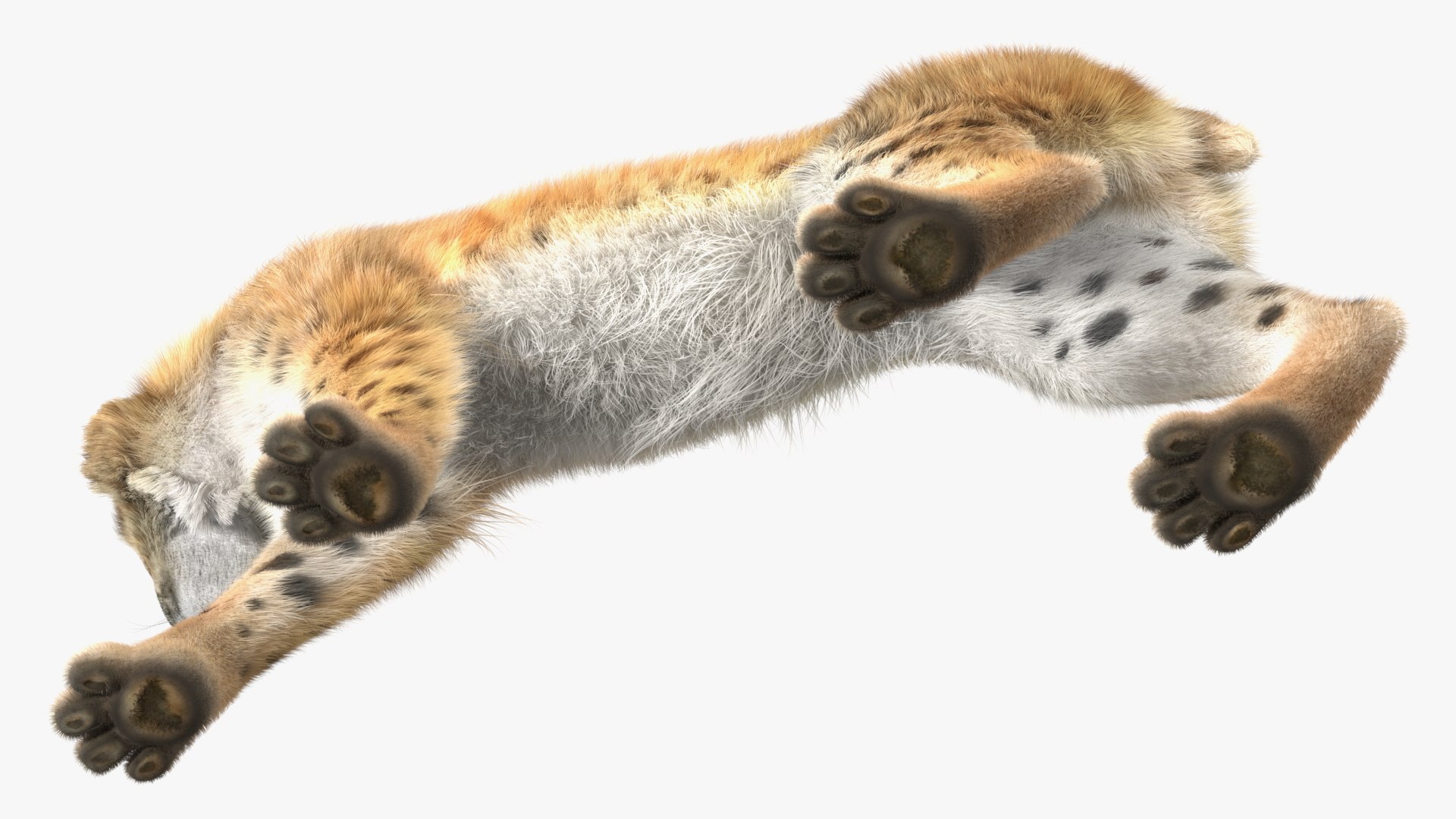 3D Lynx Animal Walking Fur - TurboSquid 2025415