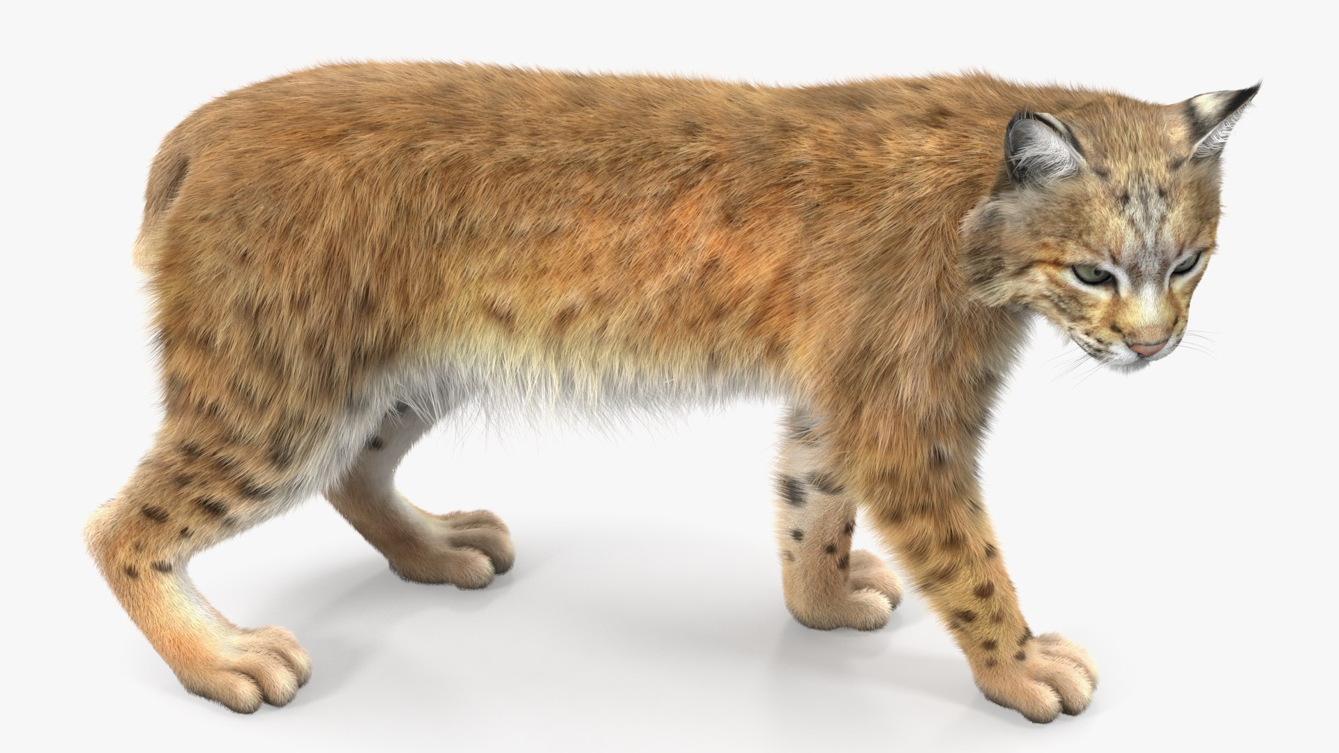 3D Lynx Animal Walking Fur - TurboSquid 2025415