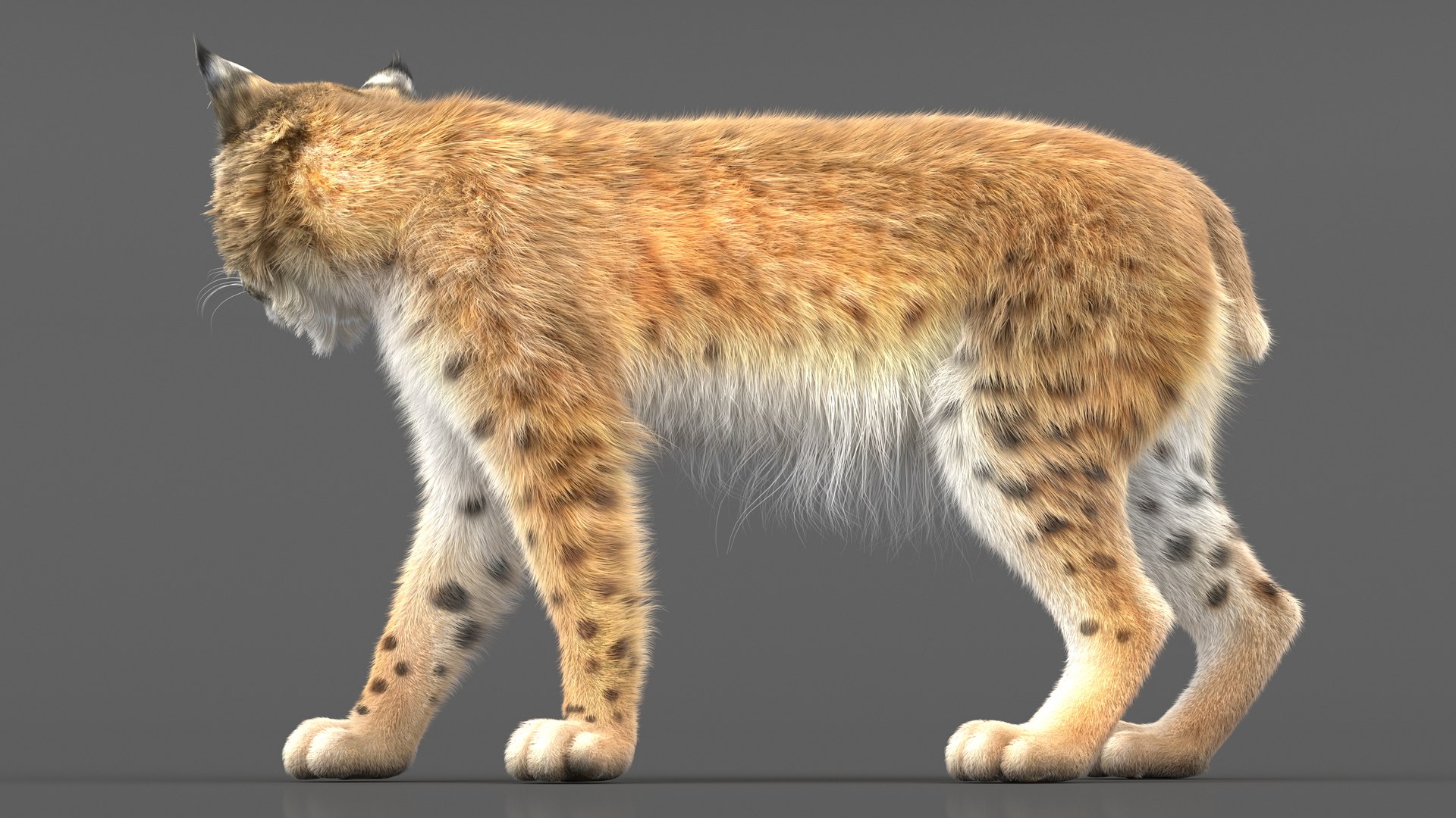 3D Lynx Animal Walking Fur - TurboSquid 2025415