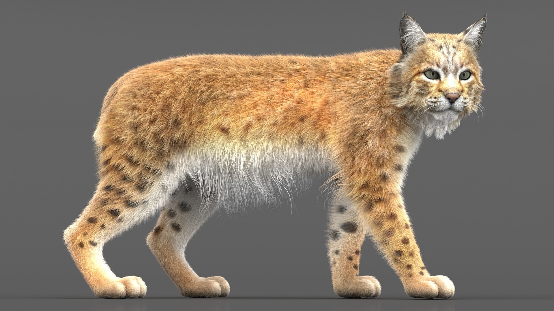3D Lynx Animal Walking Fur - TurboSquid 2025415