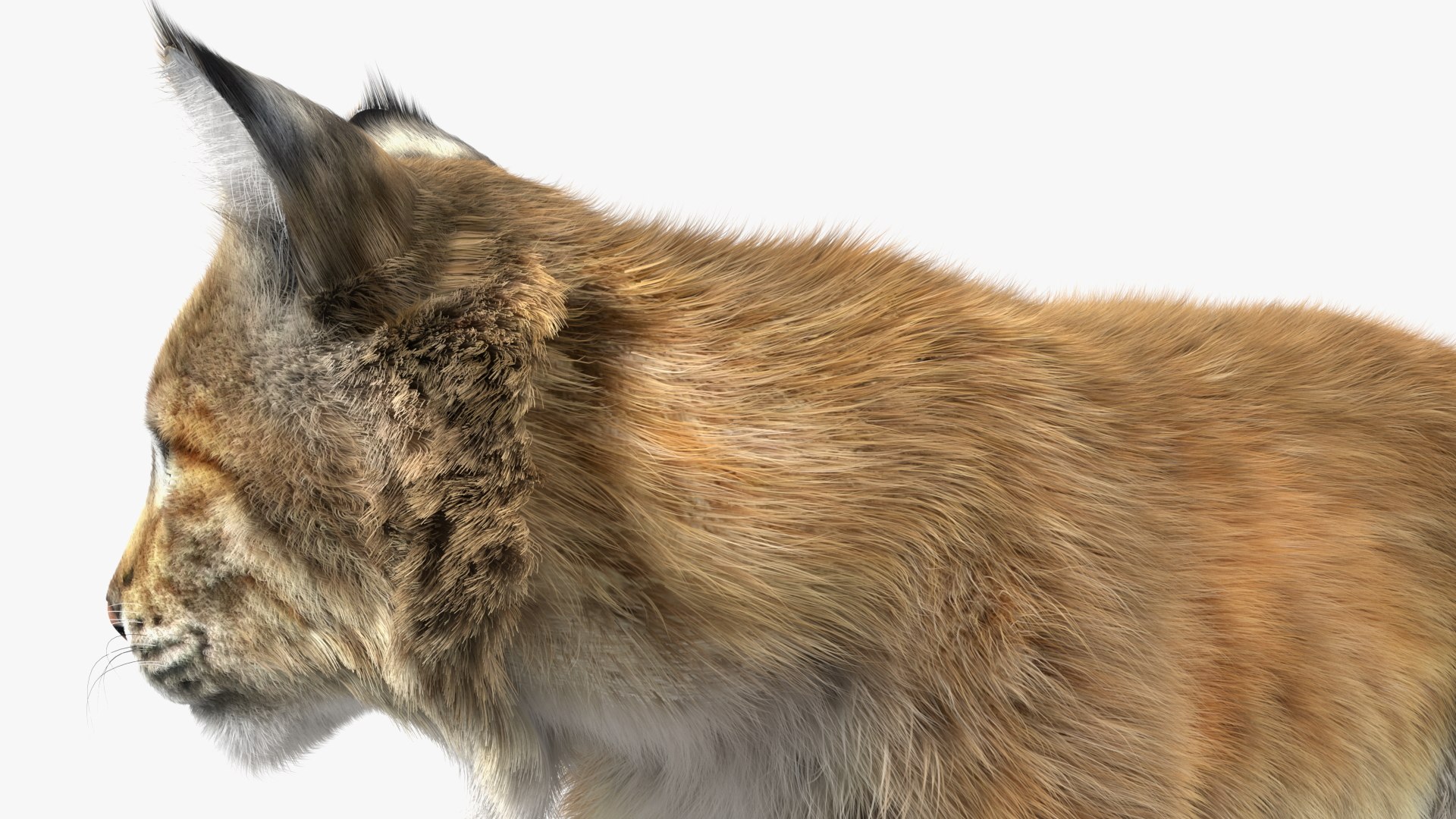 3D Lynx Animal Walking Fur - TurboSquid 2025415