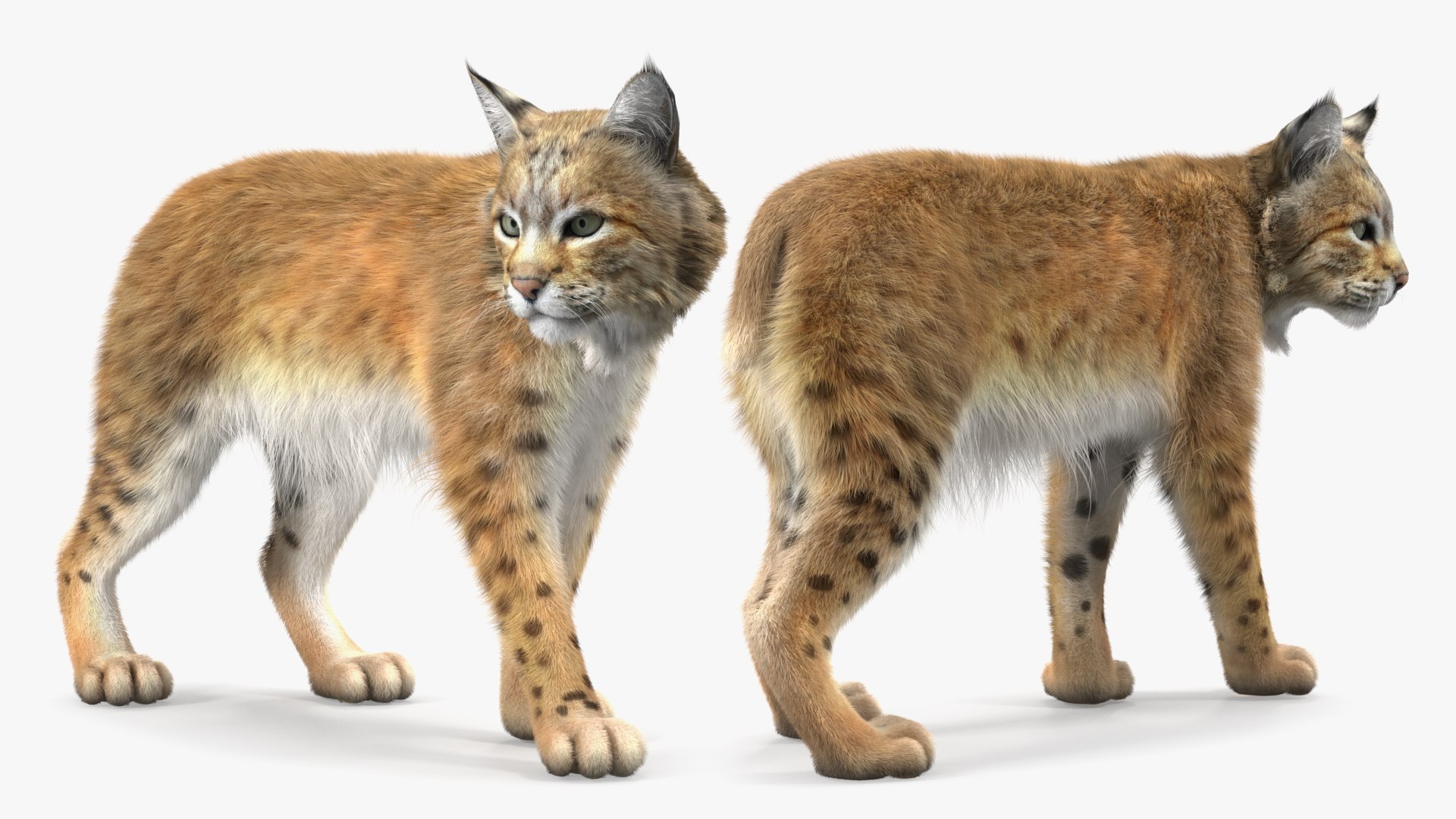 3D Lynx Animal Walking Fur - TurboSquid 2025415