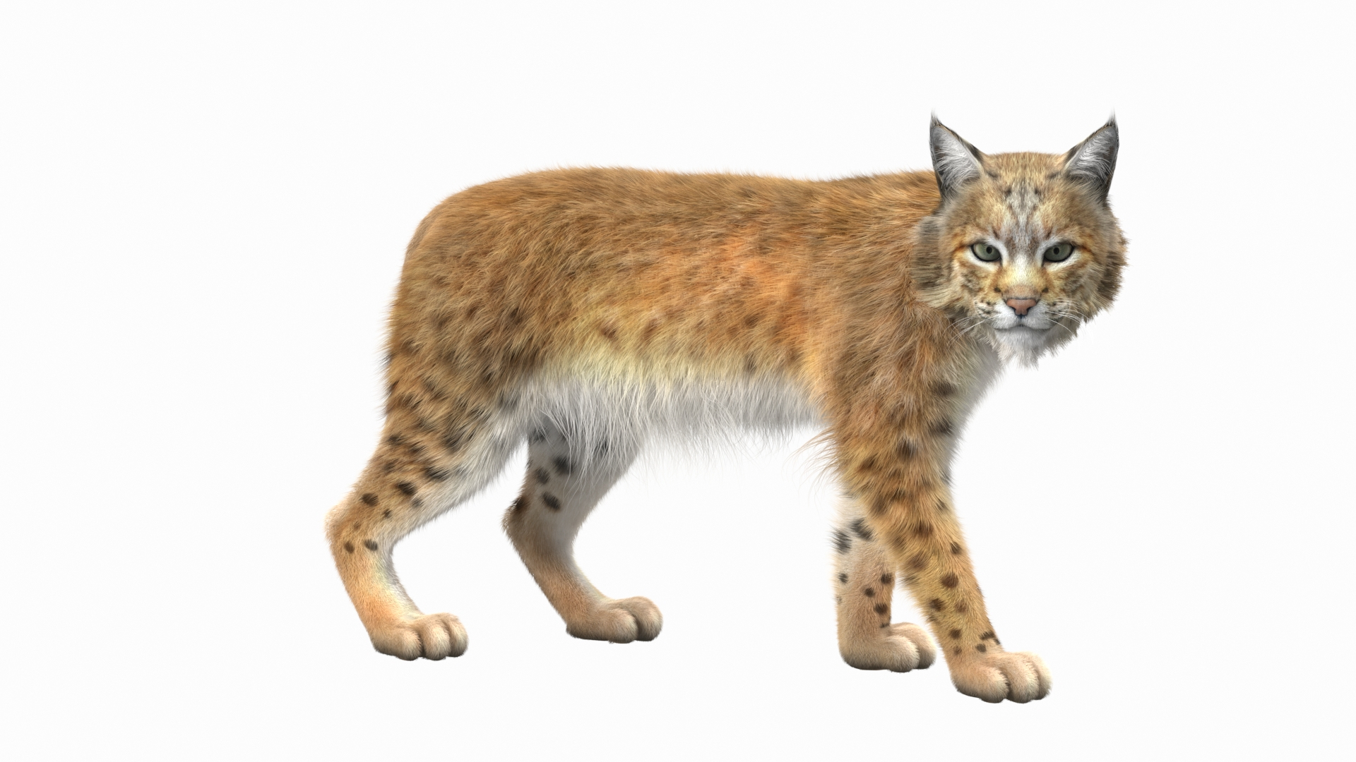 3D Lynx Animal Walking Fur - TurboSquid 2025415