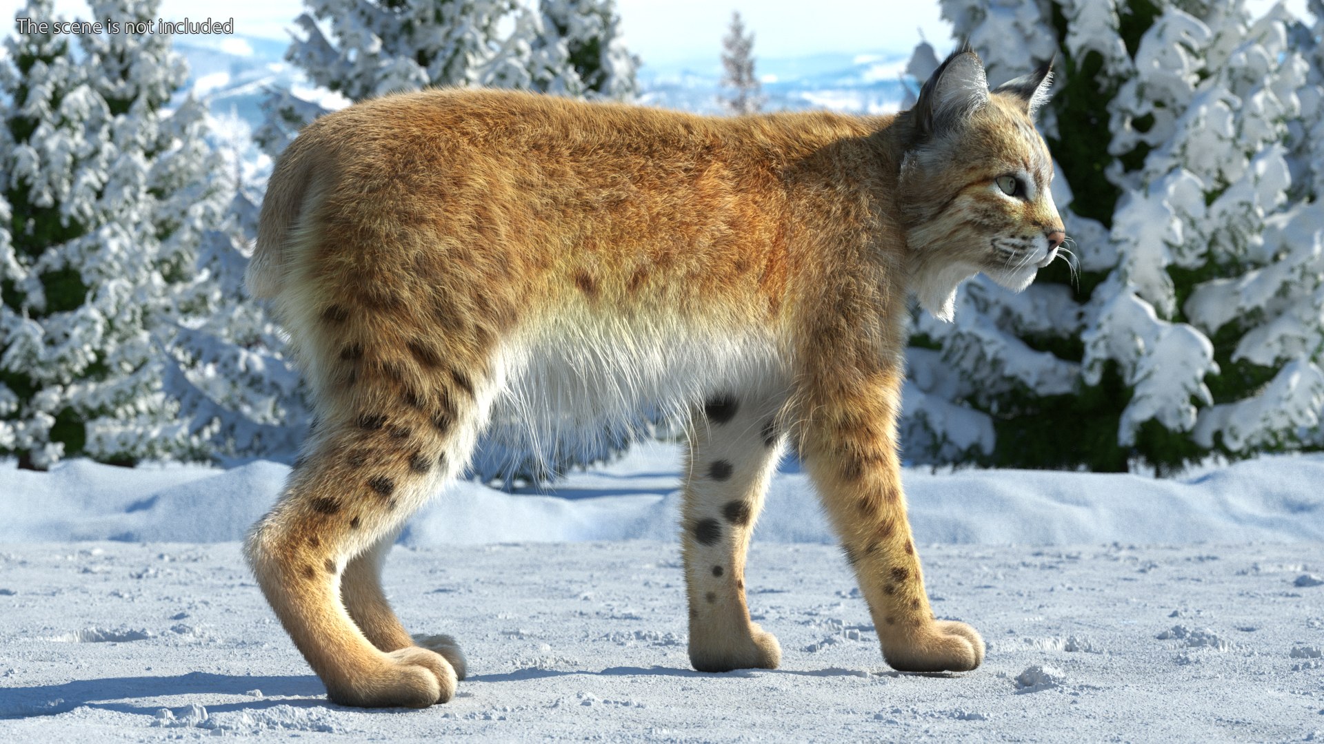 3D Lynx Animal Walking Fur - TurboSquid 2025415