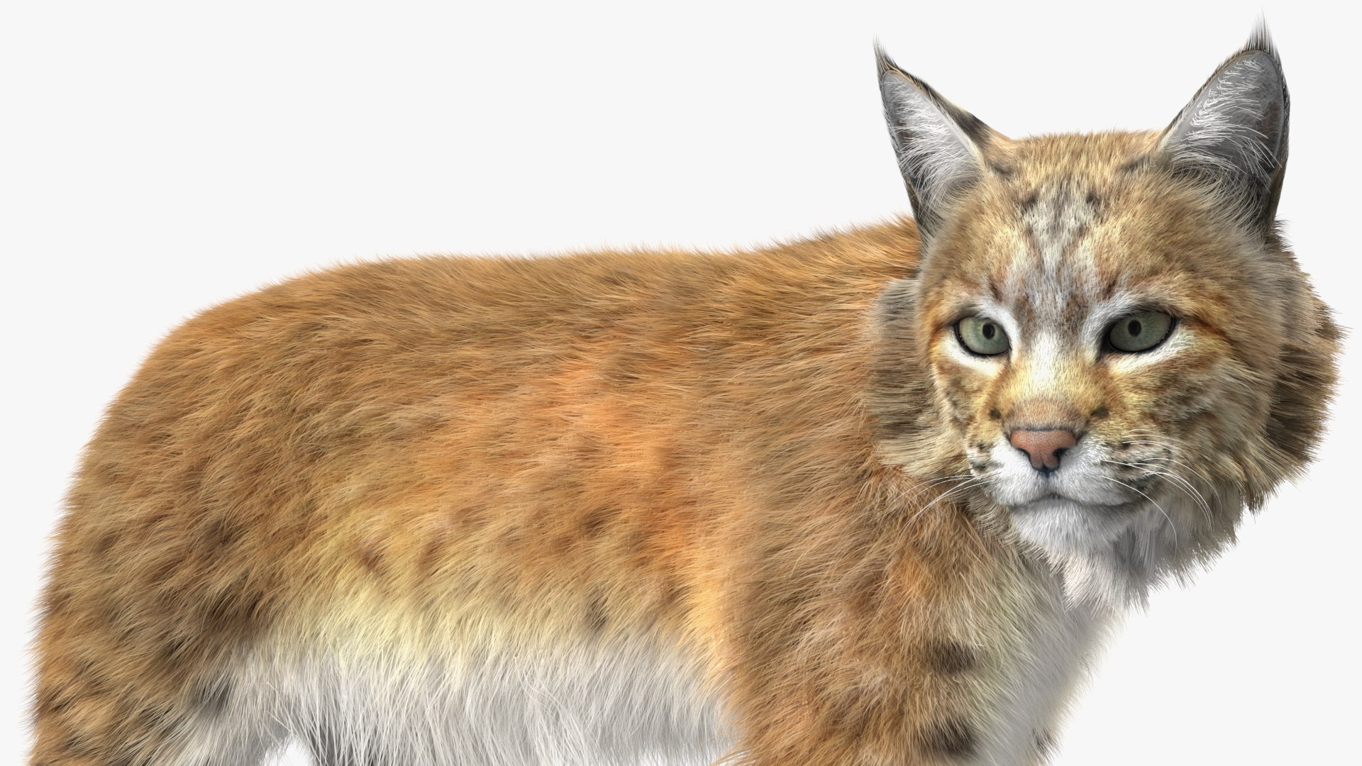 3D Lynx Animal Walking Fur - TurboSquid 2025415