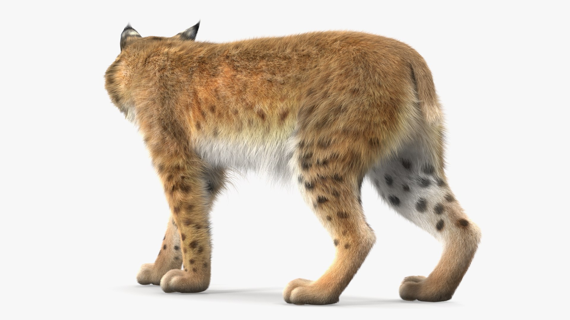 3D Lynx Animal Walking Fur - TurboSquid 2025415