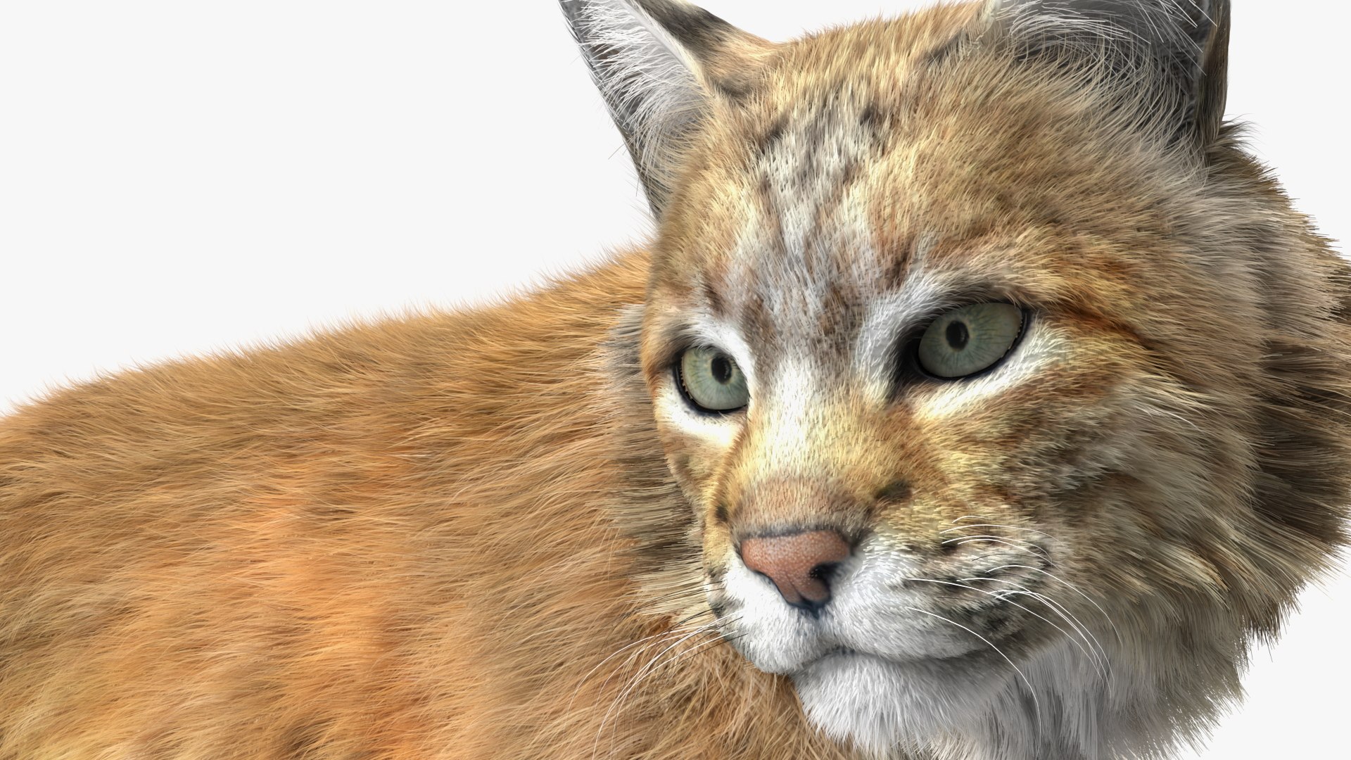 3D Lynx Animal Walking Fur - TurboSquid 2025415