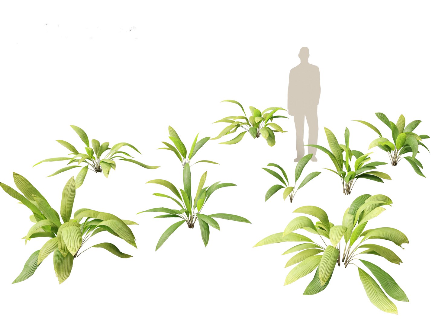 Curculigo Syn Molineria - Lumbah Rimba 3D - TurboSquid 2122763