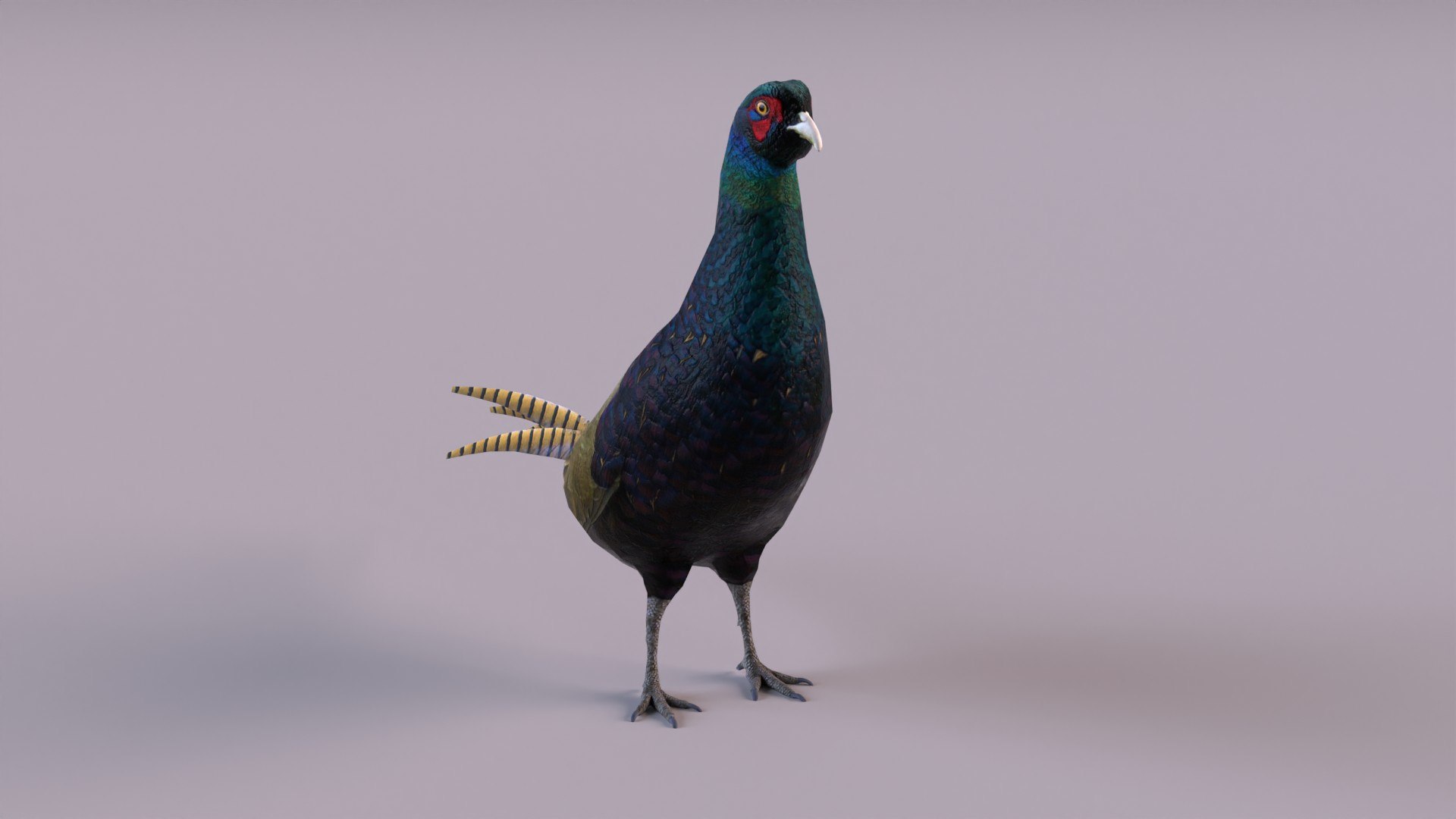 3D Model Pheasant Color - TurboSquid 1304280