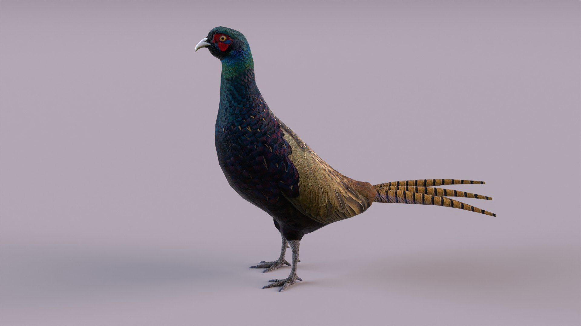 3D Model Pheasant Color - TurboSquid 1304280
