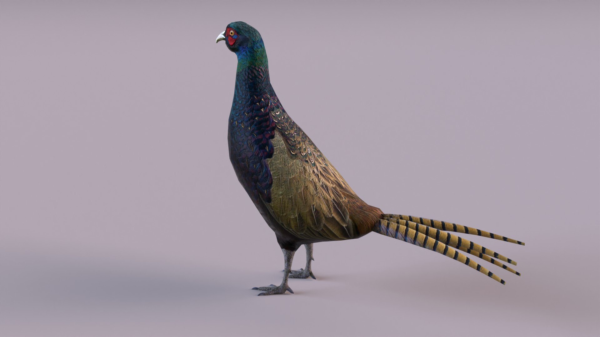 3D Model Pheasant Color - TurboSquid 1304280