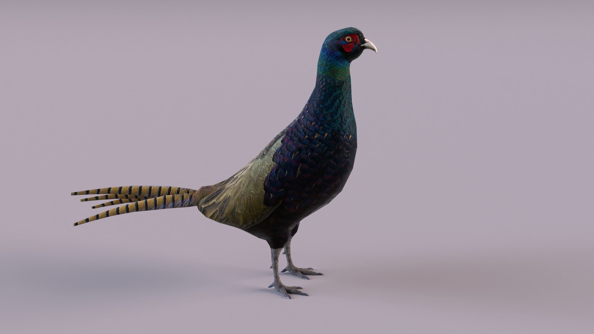 3D Model Pheasant Color - TurboSquid 1304280