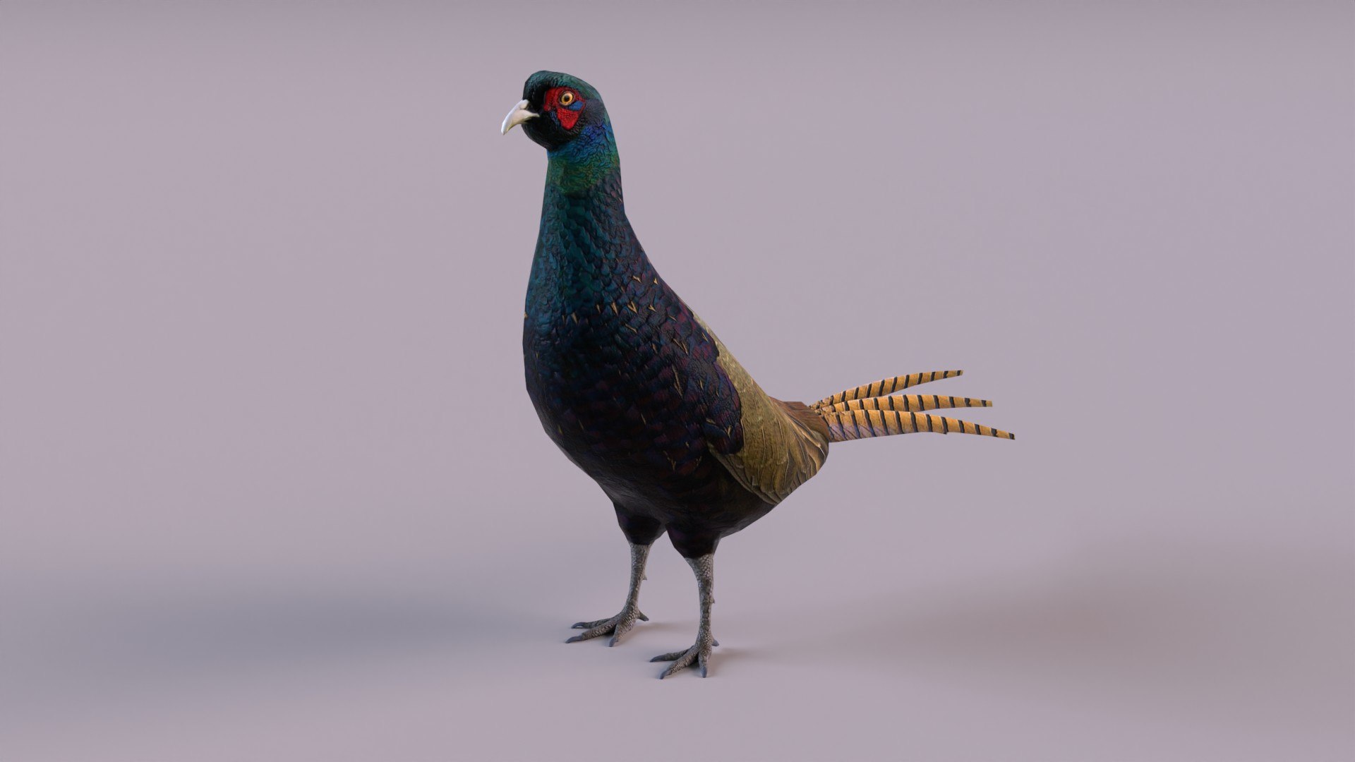 3D Model Pheasant Color - TurboSquid 1304280