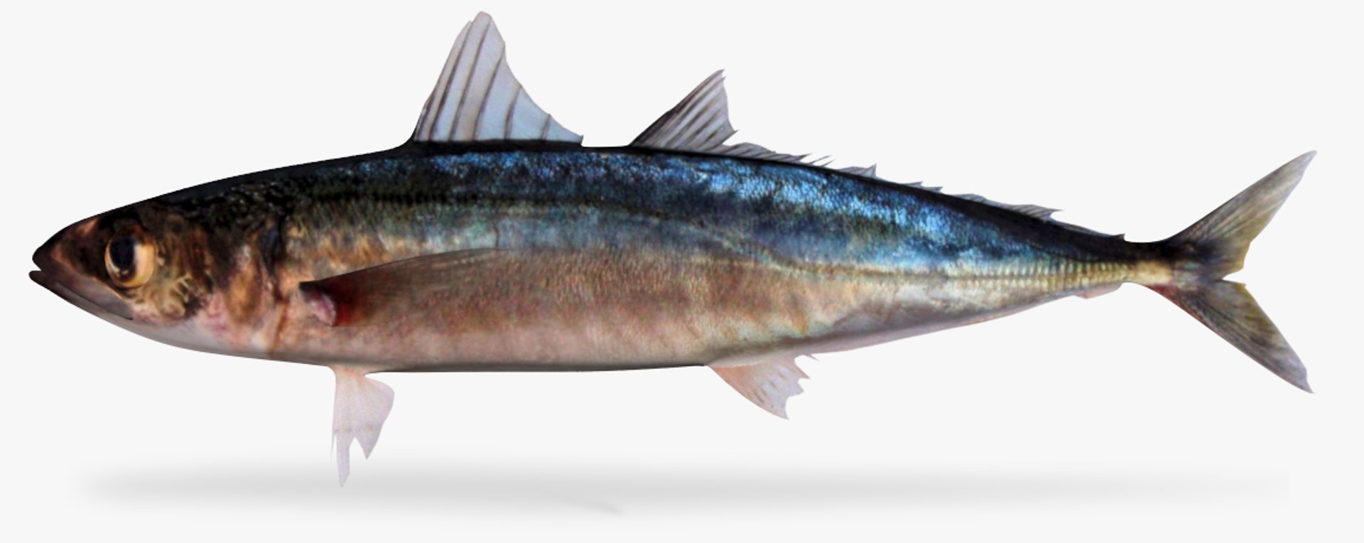 3D Model Shortfin Scad | 1145800 | TurboSquid