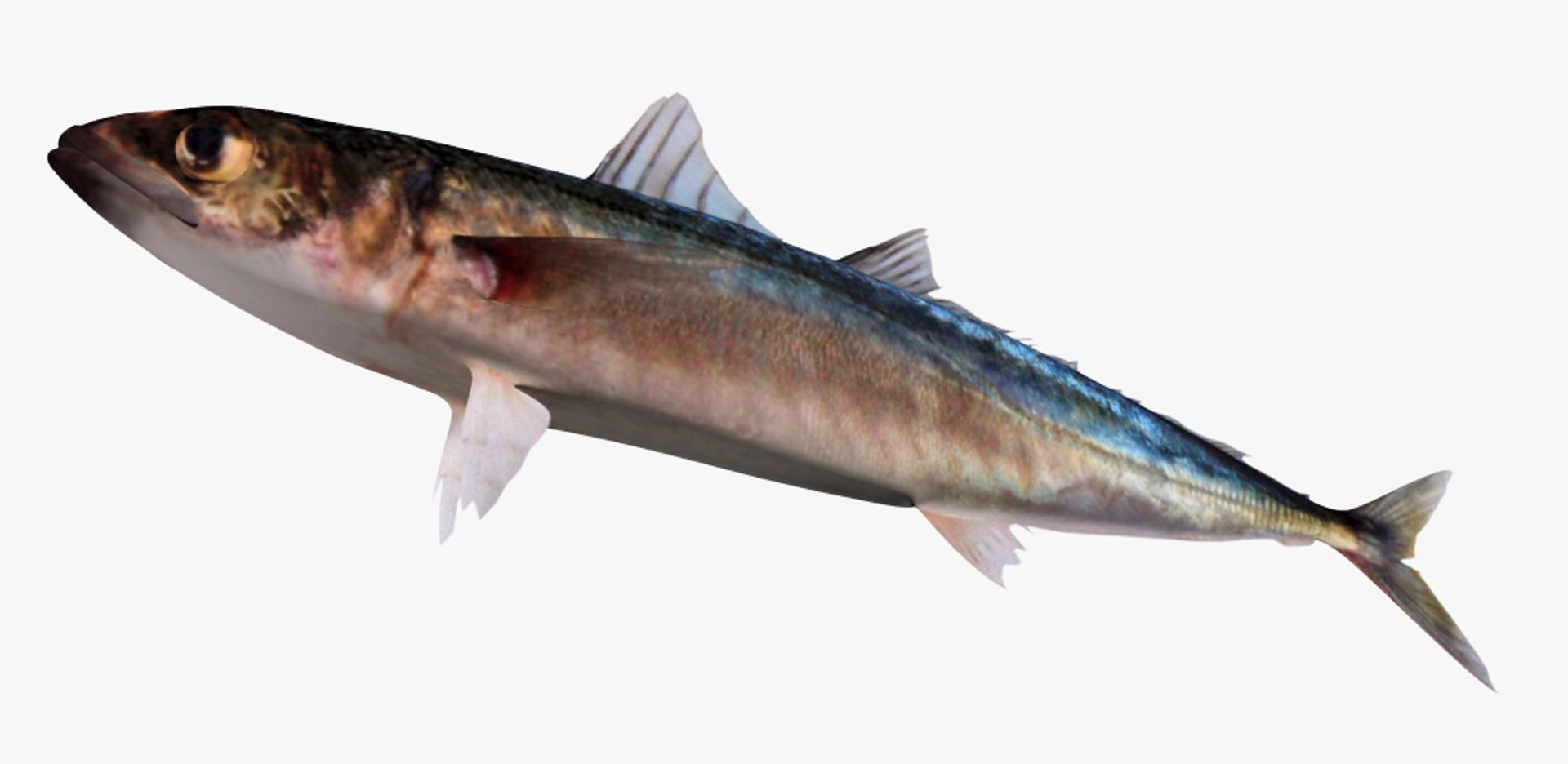 3D Model Shortfin Scad | 1145800 | TurboSquid