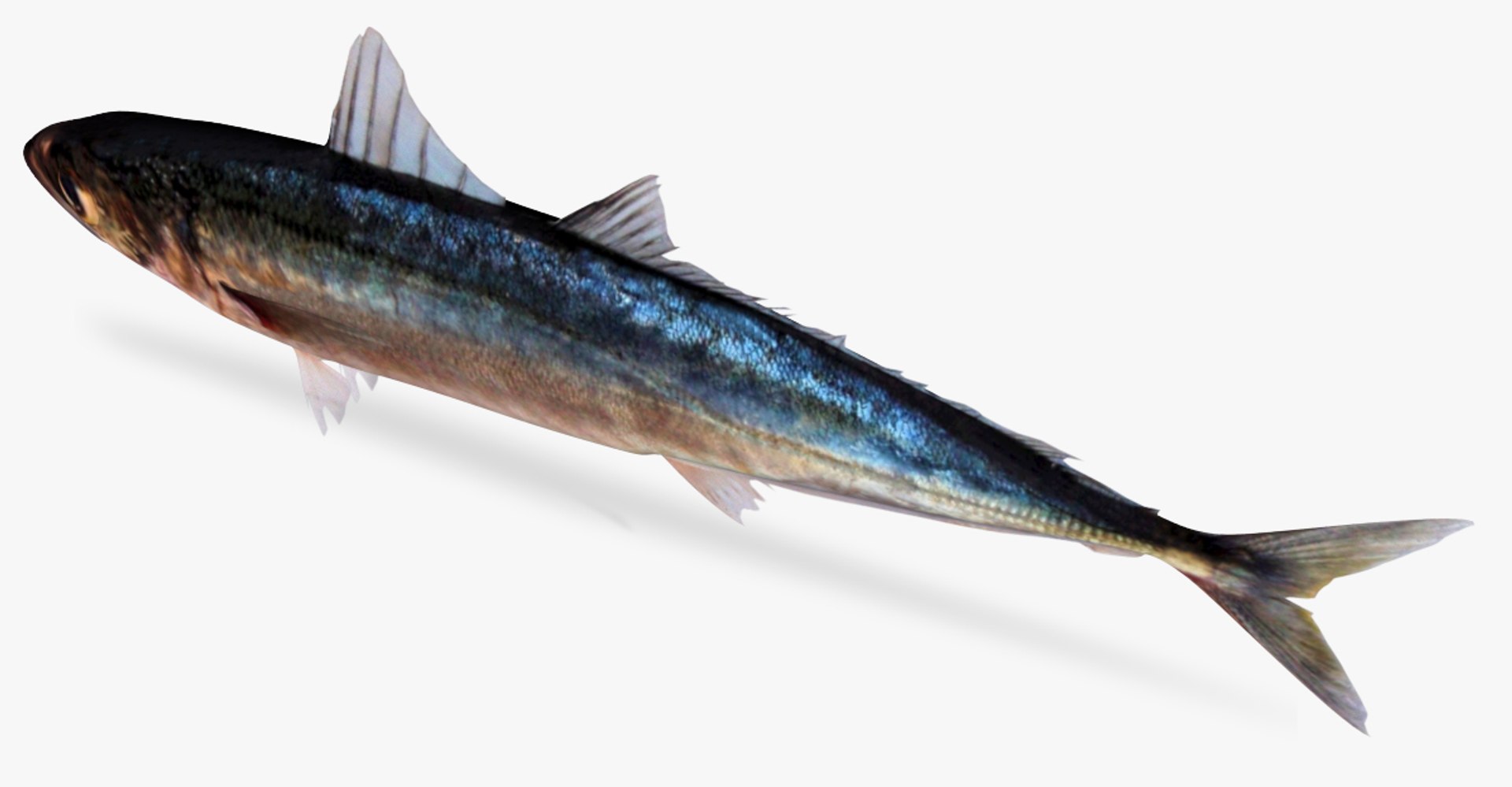 3D Model Shortfin Scad | 1145800 | TurboSquid