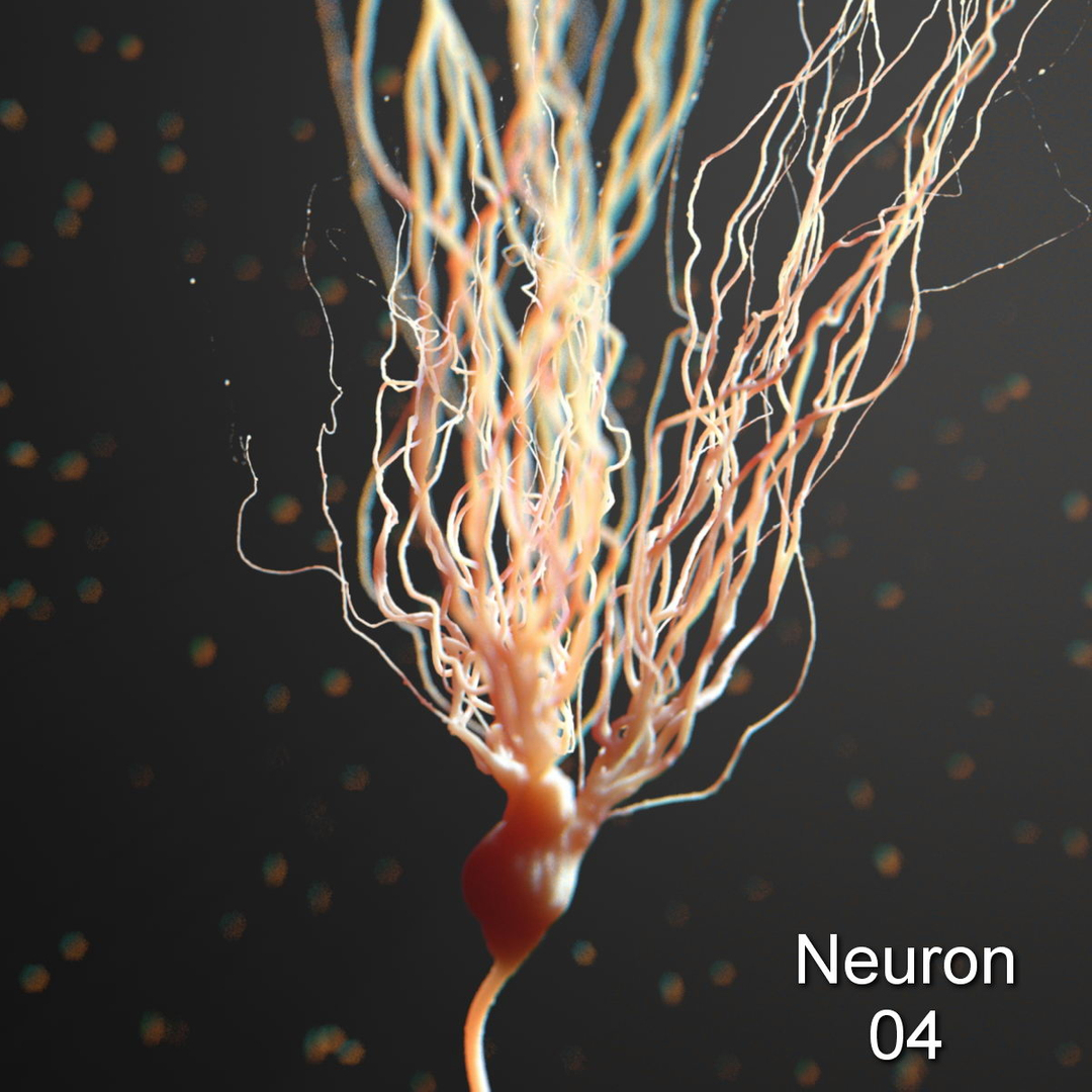 3d Model Of Neuron Anatomy