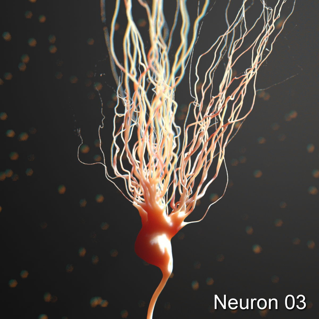 3d Model Of Neuron Anatomy