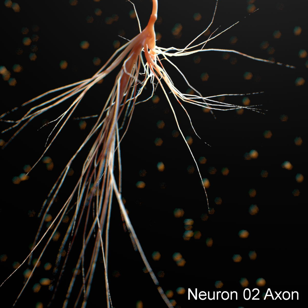 3d Model Of Neuron Anatomy