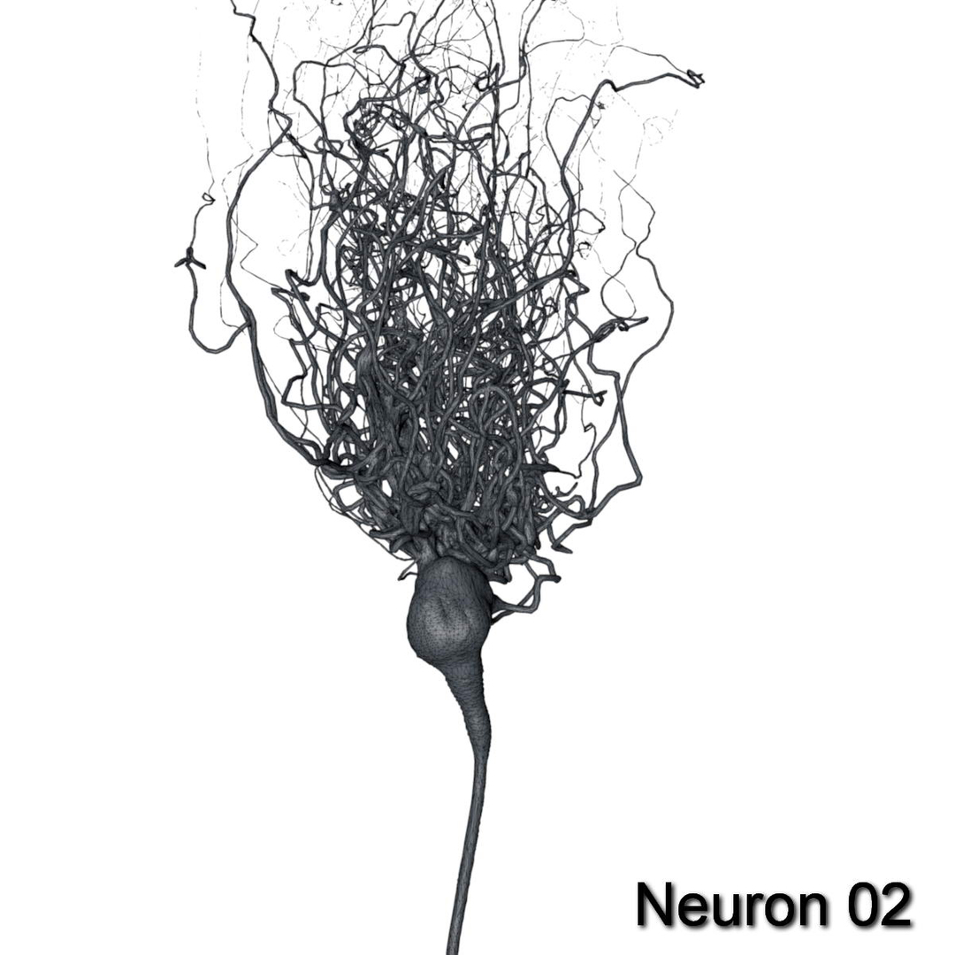 3d Model Of Neuron Anatomy