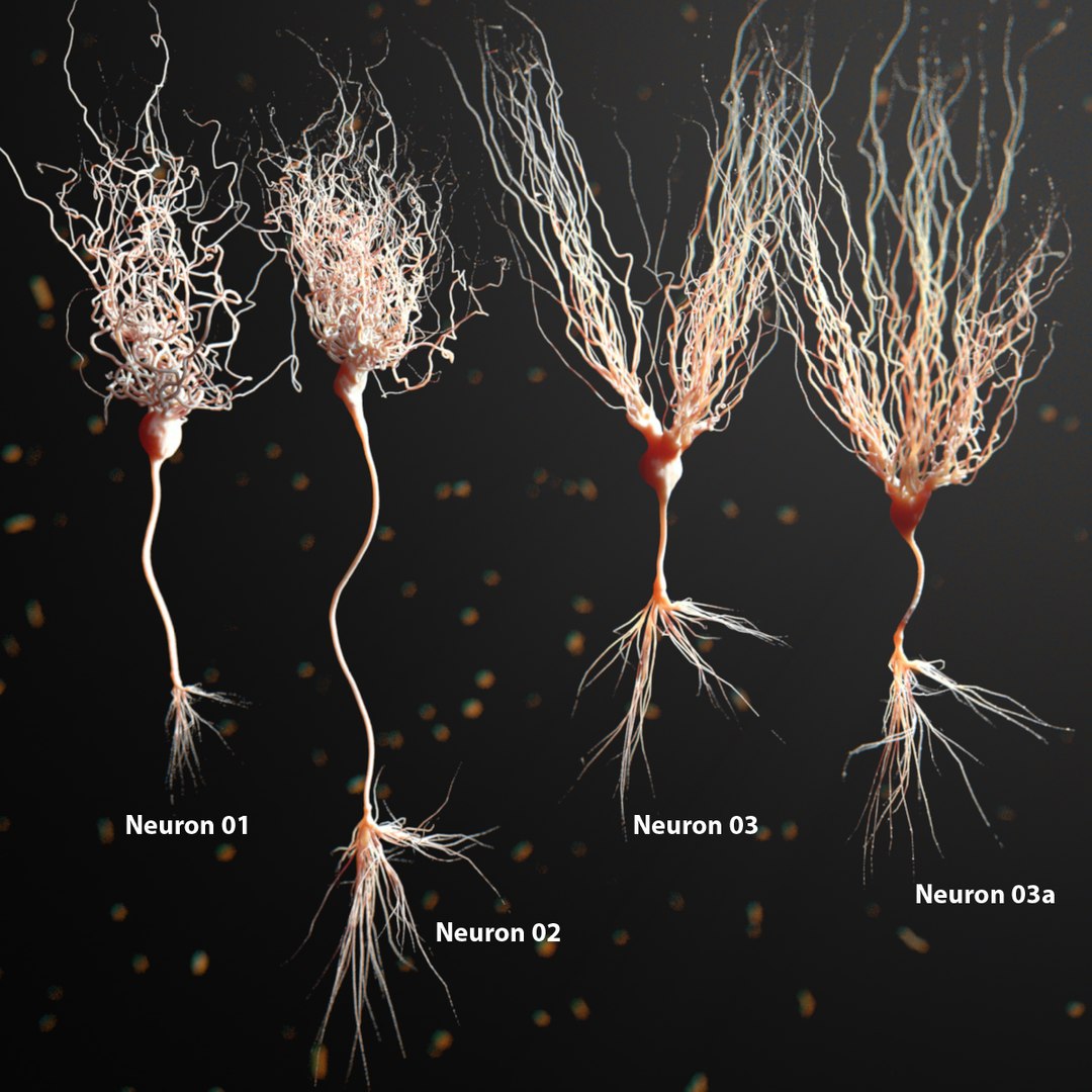 3d Model Of Neuron Anatomy