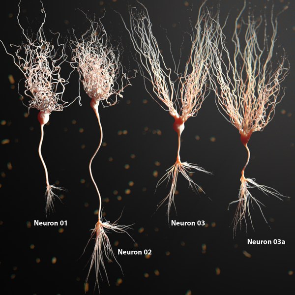 Nerve Cell 3D Models for Download | TurboSquid