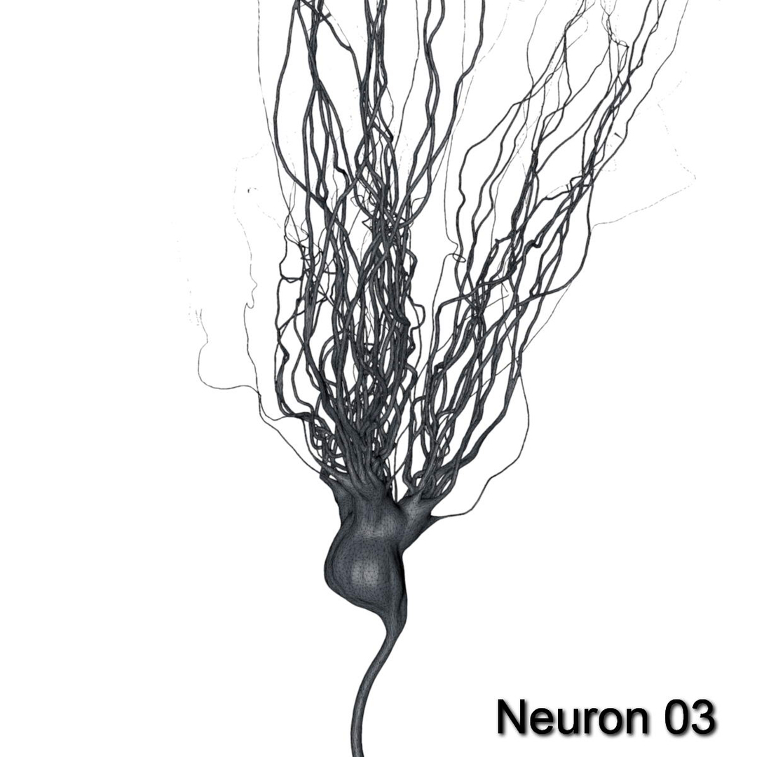 3d Model Of Neuron Anatomy