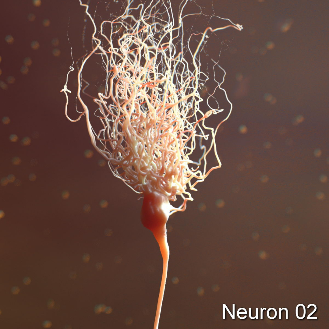 3d Model Of Neuron Anatomy