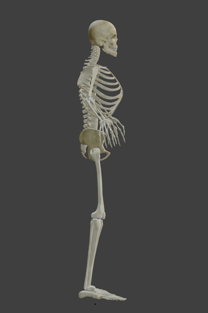 3D Skeleton - TurboSquid 1509160