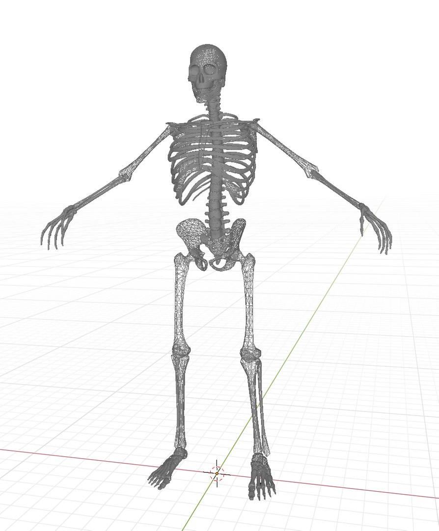 3D Skeleton - TurboSquid 1509160