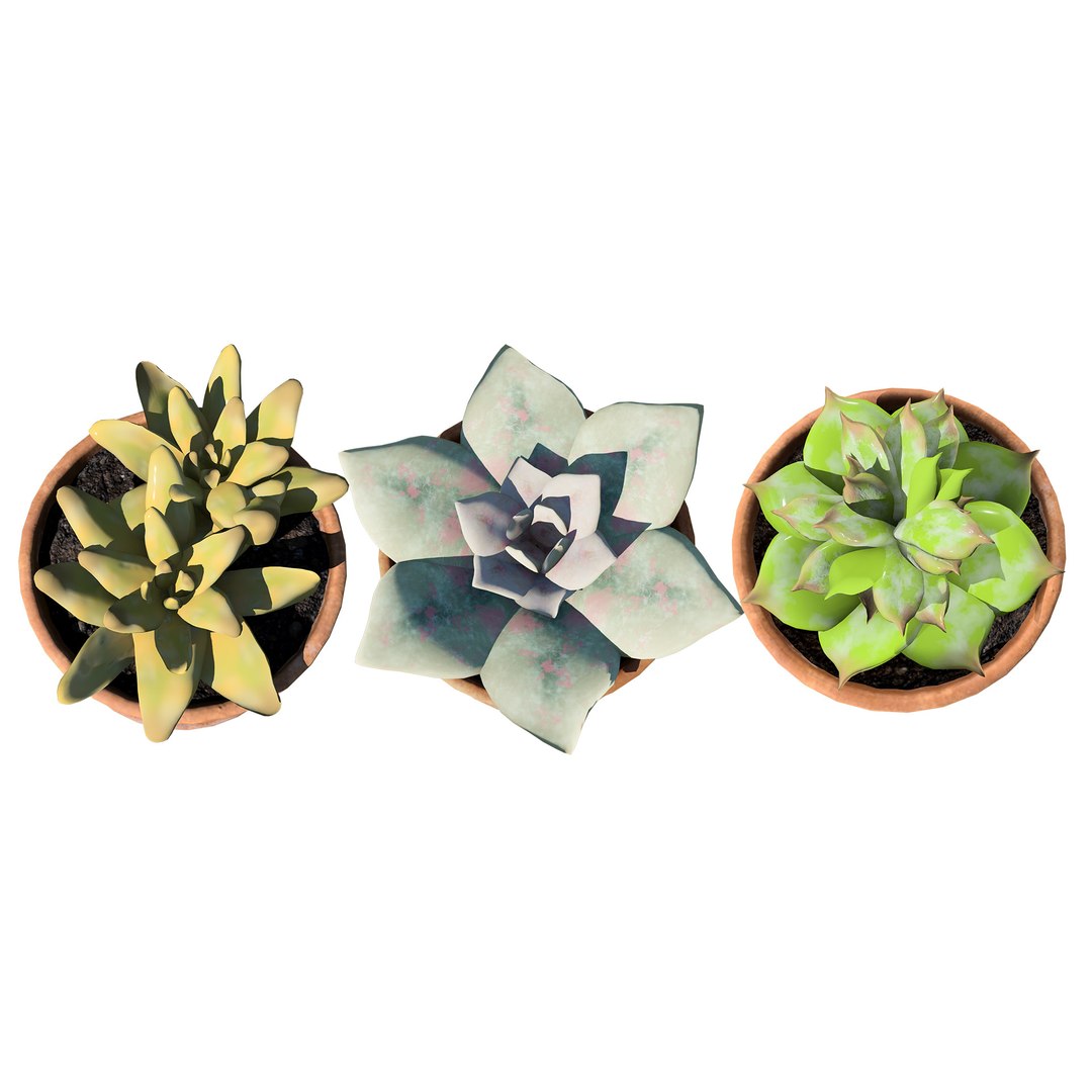 High-Quality Cactus Plants 3D - TurboSquid 2273424