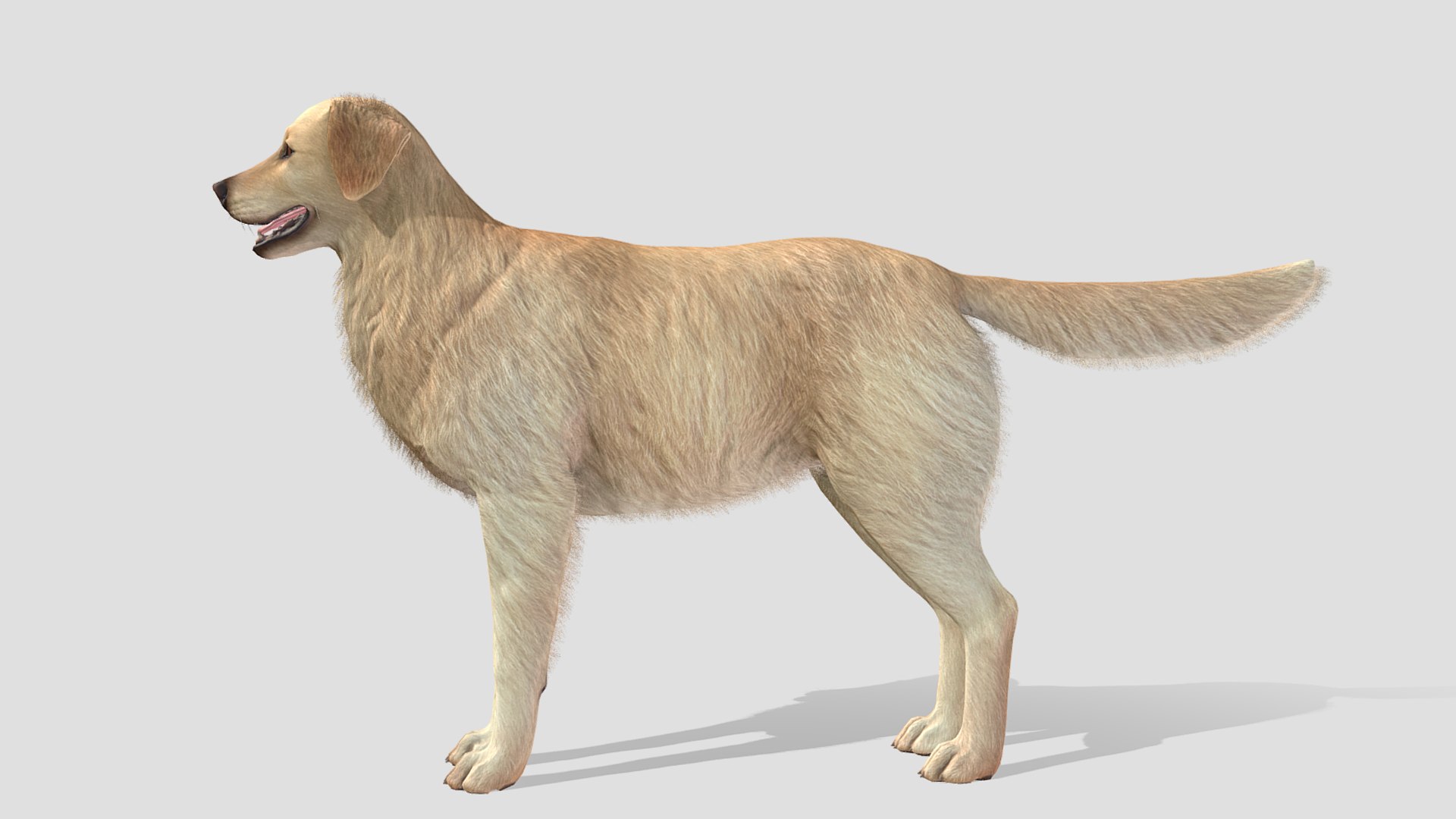 3D Model Dog - Golden Retriever - TurboSquid 1936807