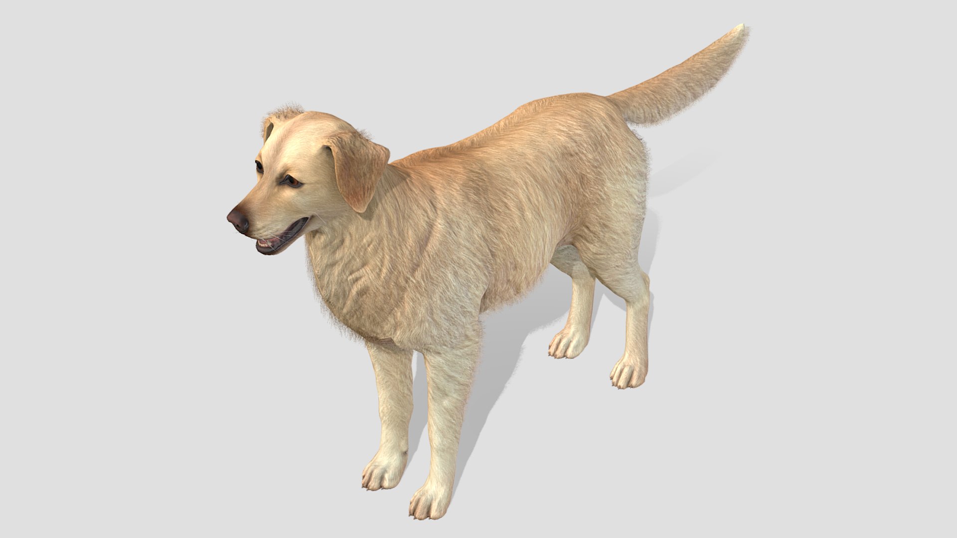 3D Model Dog - Golden Retriever - TurboSquid 1936807