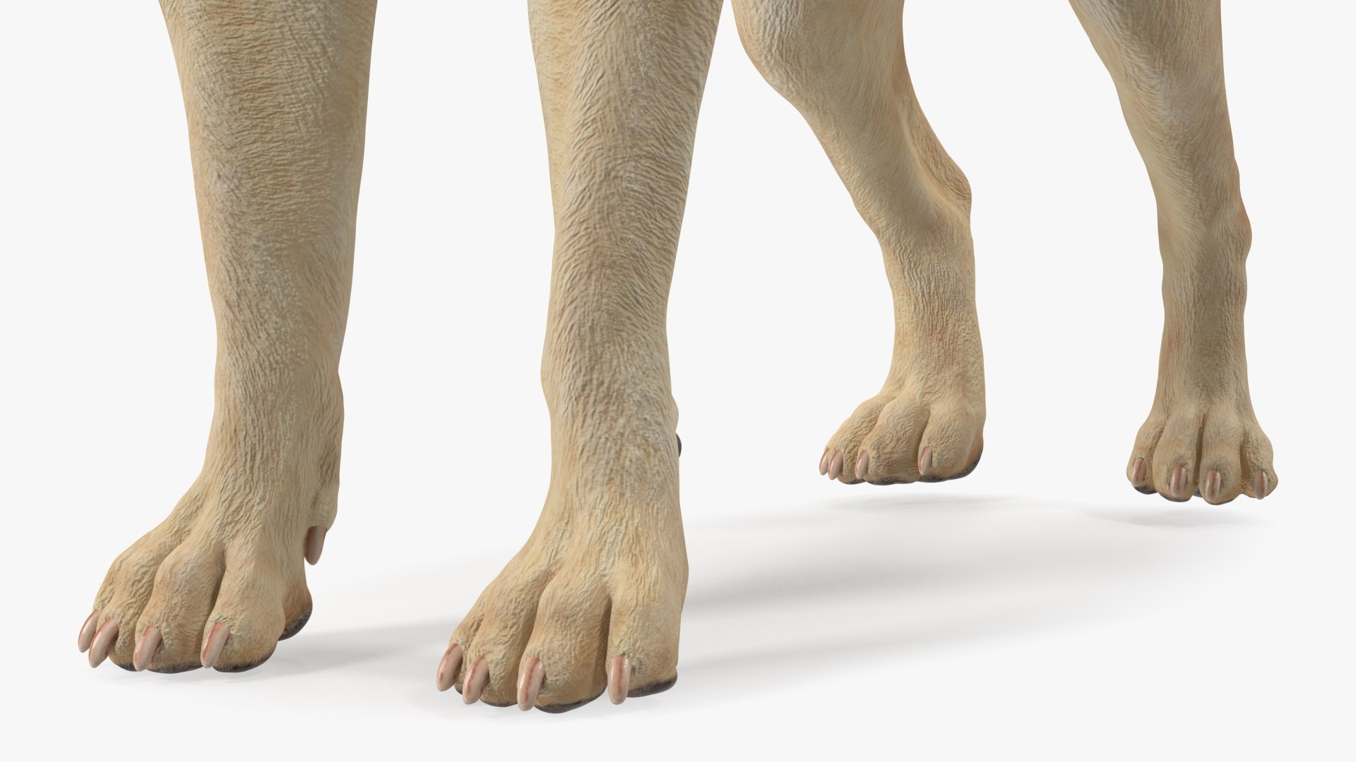 Labrador Wearing Camouflage Coat Model - TurboSquid 2040980