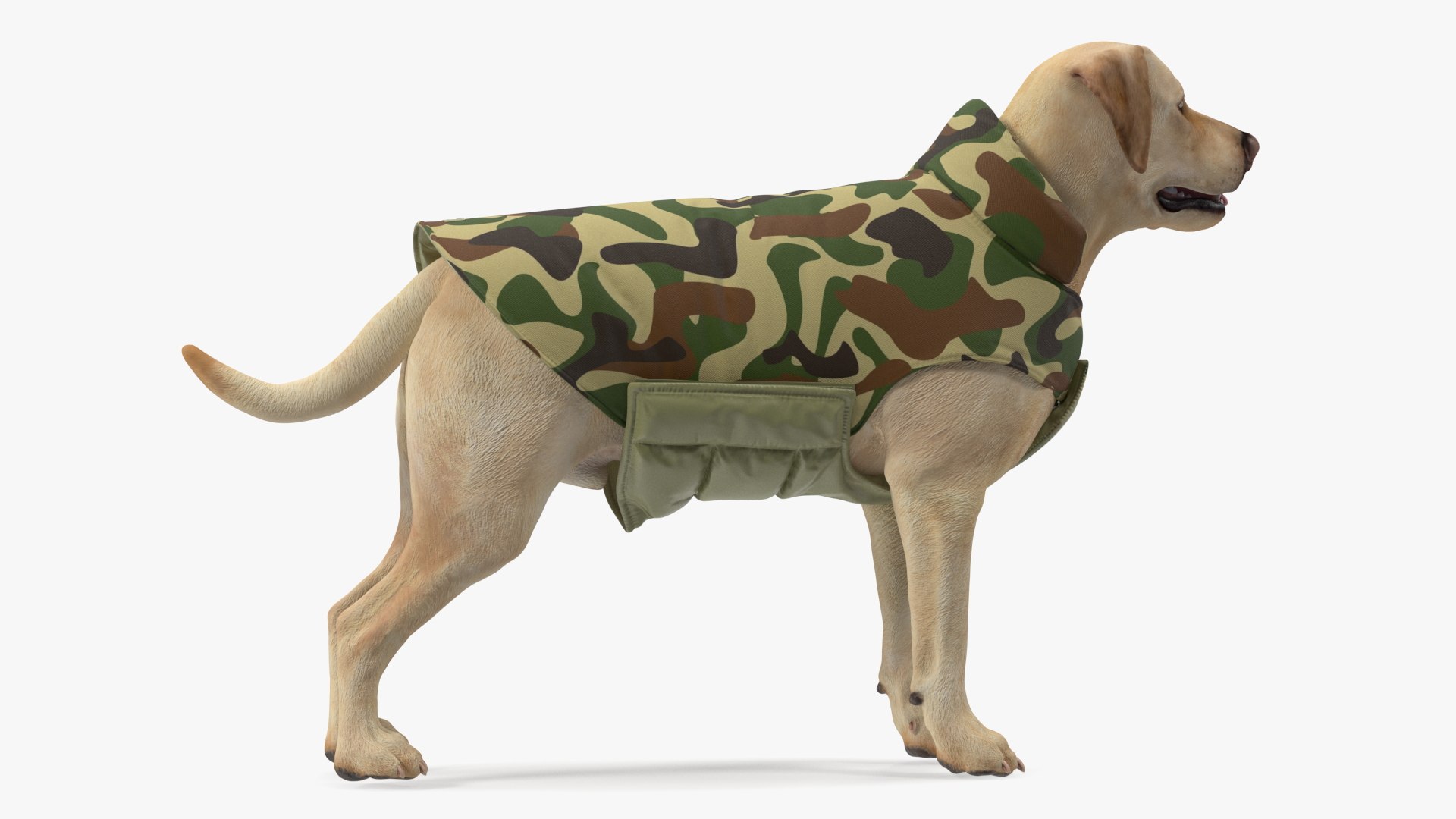 Labrador Wearing Camouflage Coat Model - TurboSquid 2040980
