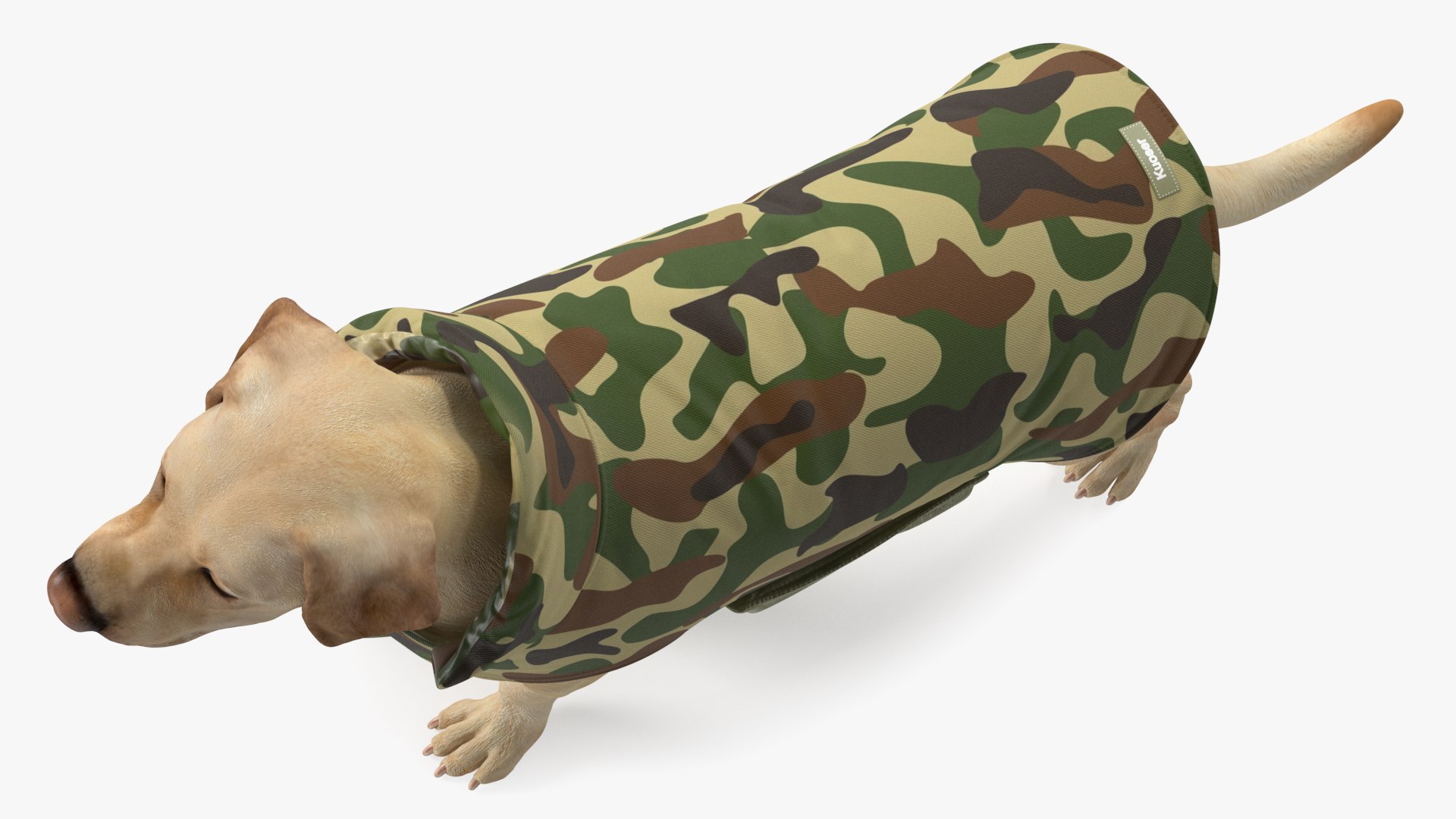 Labrador Wearing Camouflage Coat Model - TurboSquid 2040980