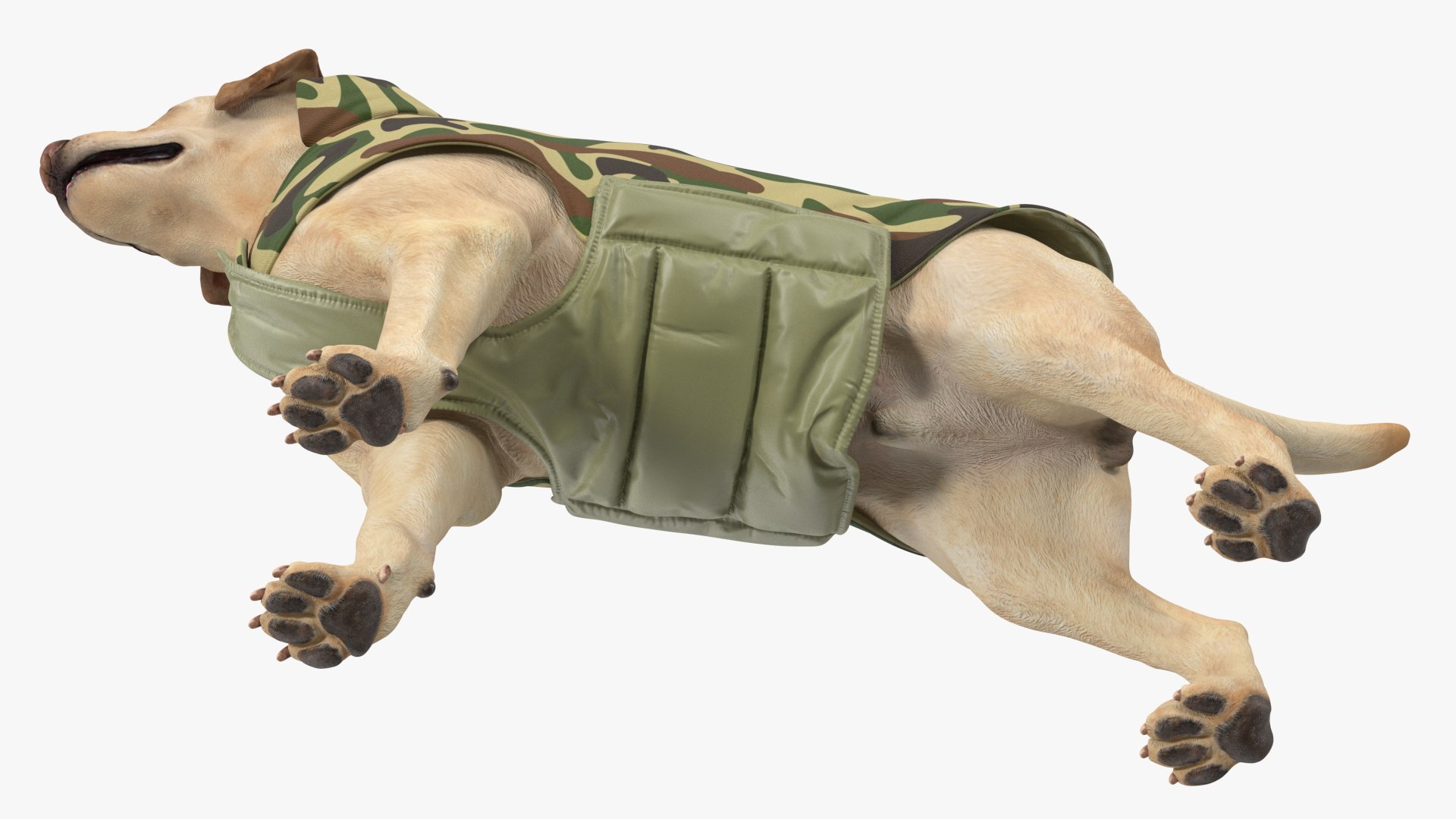 Labrador Wearing Camouflage Coat Model - TurboSquid 2040980