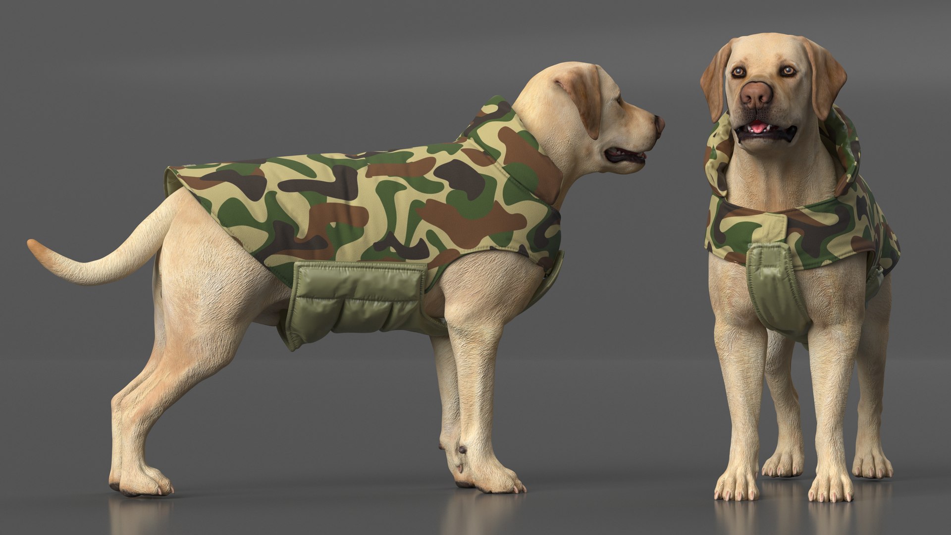 Labrador Wearing Camouflage Coat Model - TurboSquid 2040980