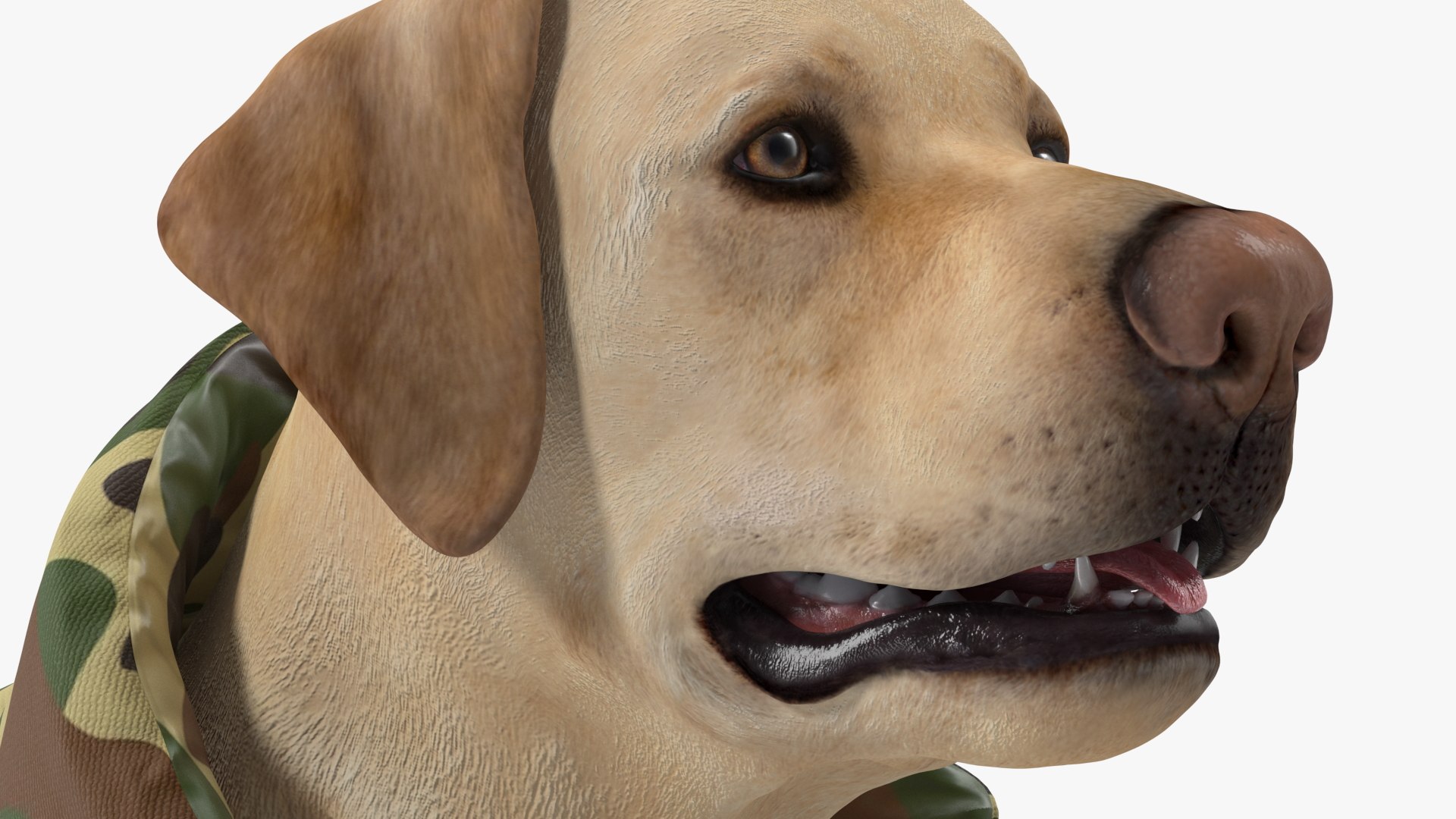 Labrador Wearing Camouflage Coat Model - TurboSquid 2040980