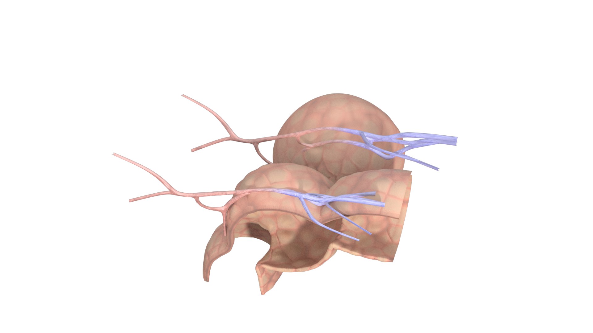 Alveolus Internal Obj