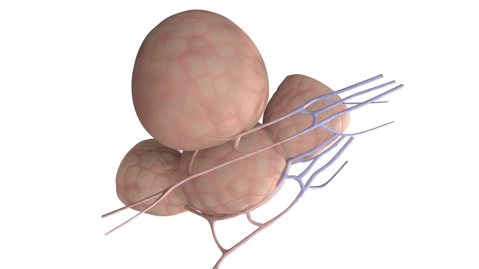 Alveolus Internal Obj