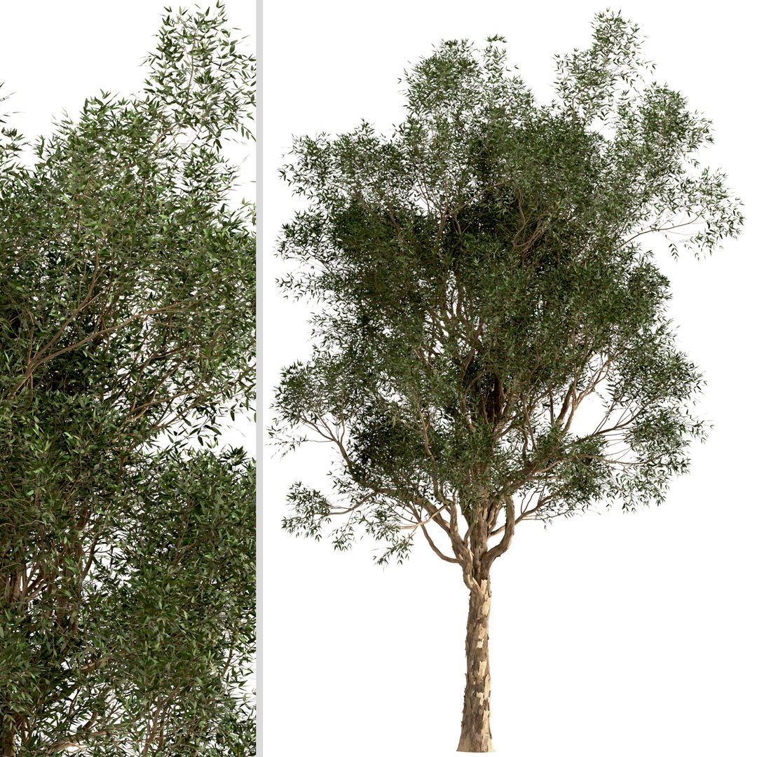 3D Set Of Eucalyptus Globulus Or Blue Gum Tree - 2 Trees - TurboSquid ...