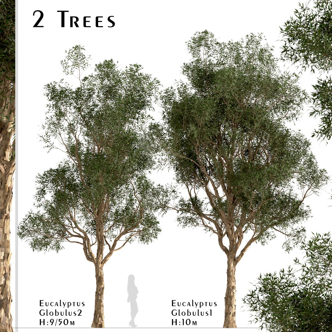 3D Set Of Eucalyptus Globulus Or Blue Gum Tree - 2 Trees - TurboSquid 1998006